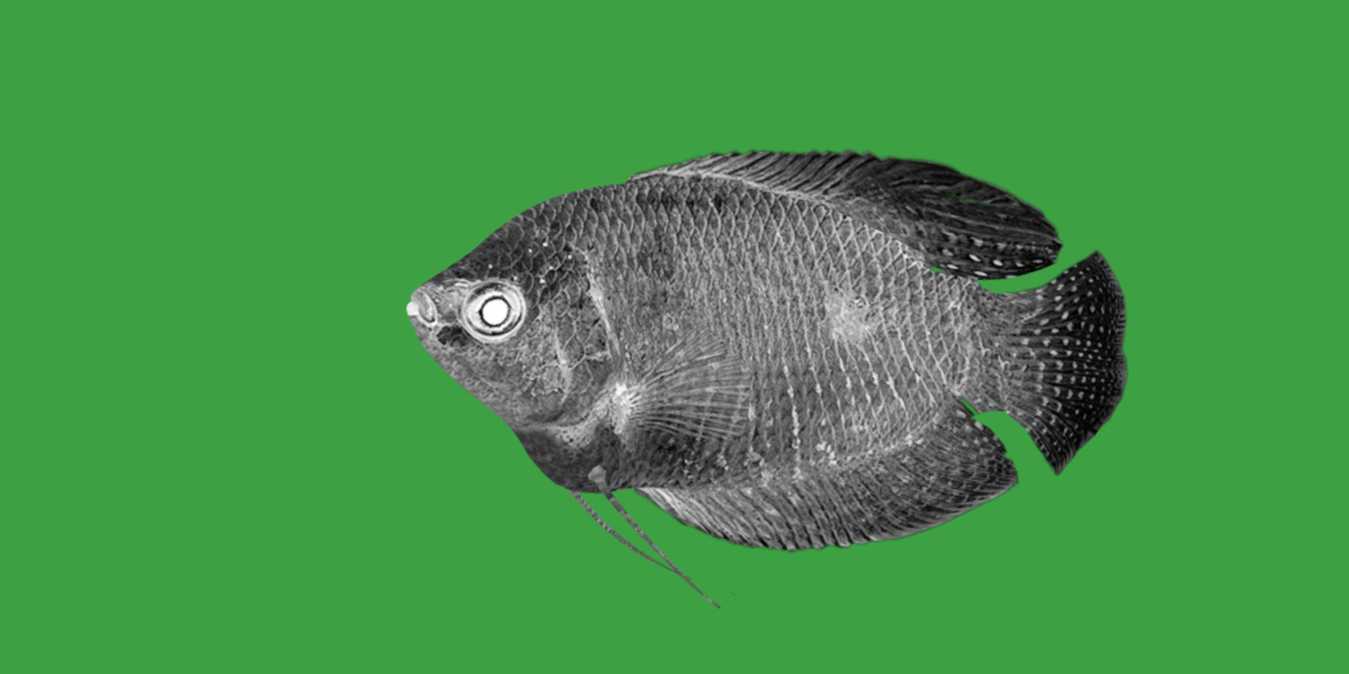 Gourami Freshwater Fish 3D Model - TurboSquid 2334939