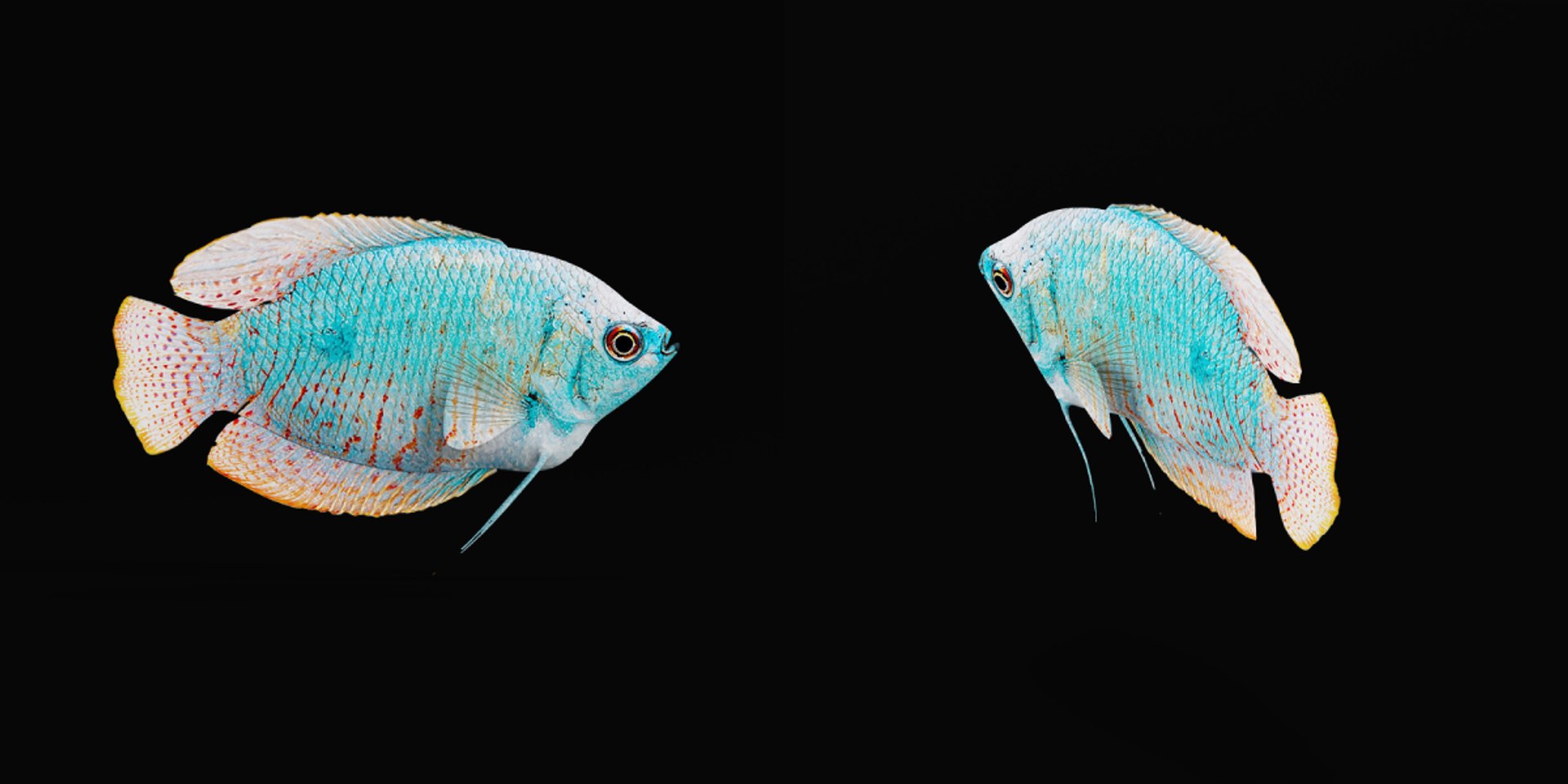 Gourami Freshwater Fish 3D Model - TurboSquid 2334939