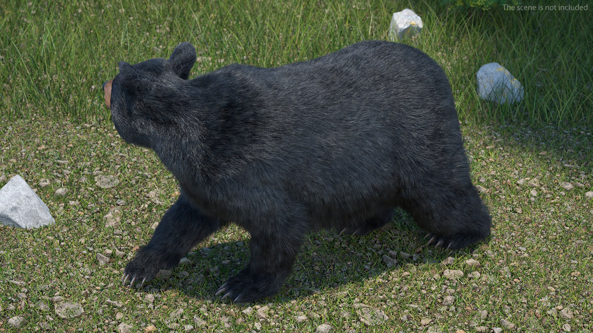 3D Black Bear Fur Rigged - TurboSquid 2255011