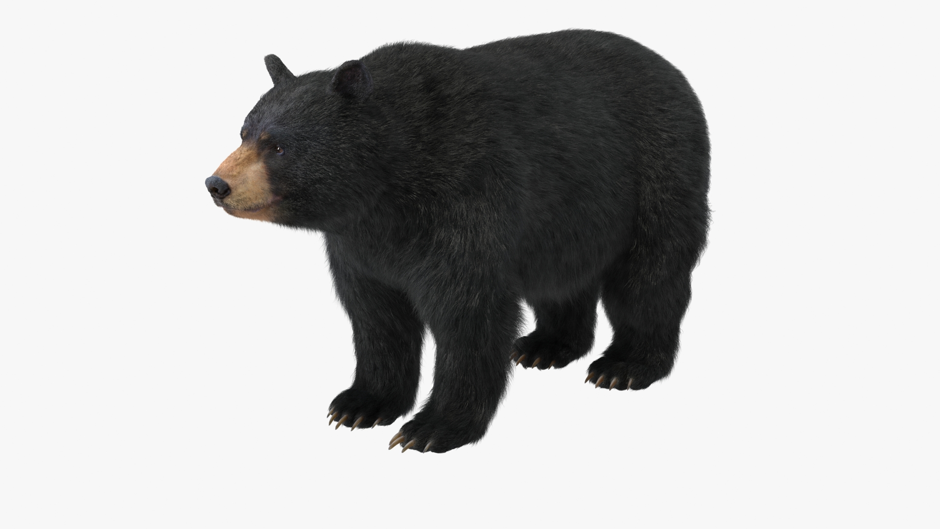 3D Black Bear Fur Rigged - TurboSquid 2255011