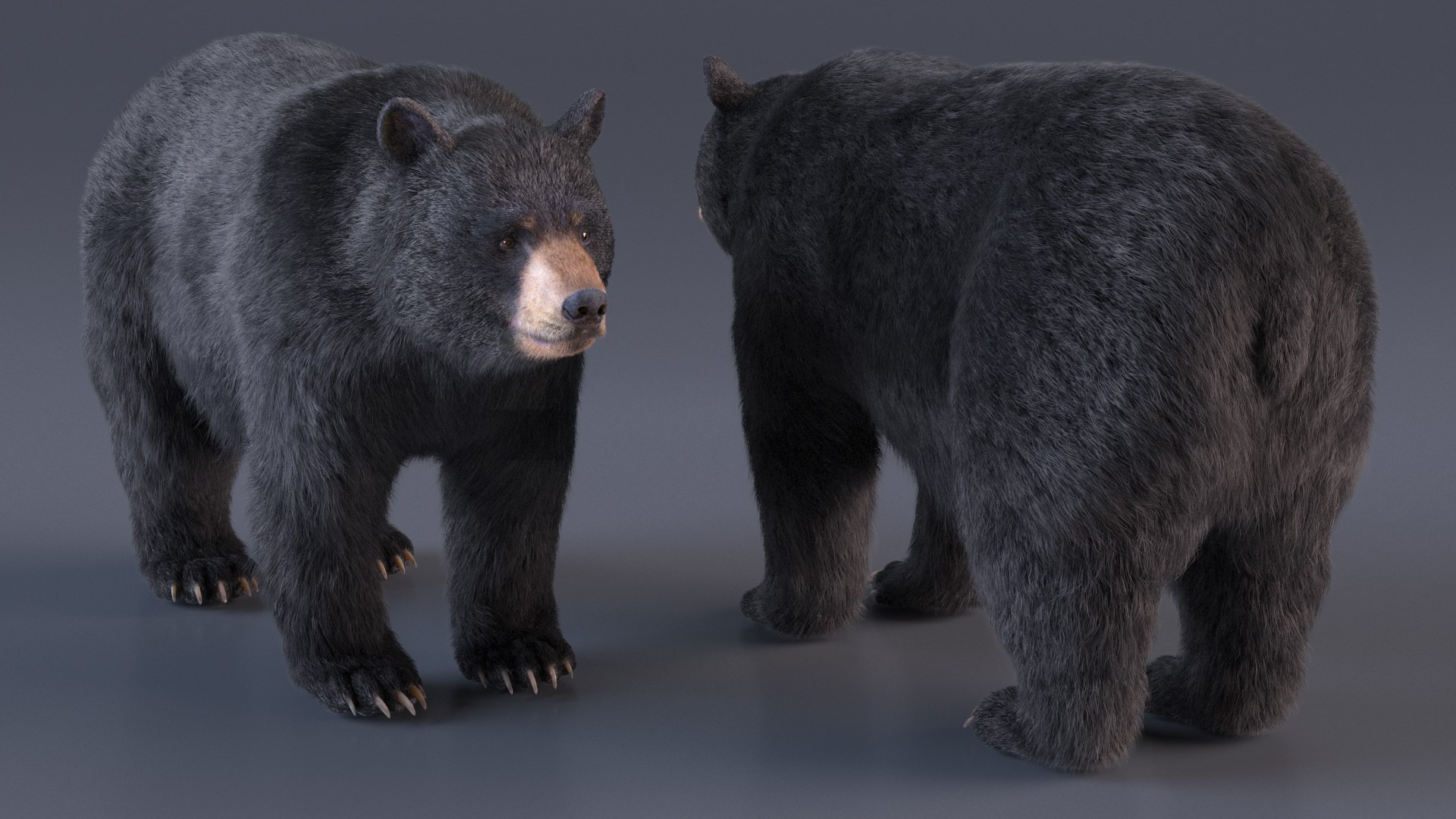 3D Black Bear Fur Rigged - TurboSquid 2255011