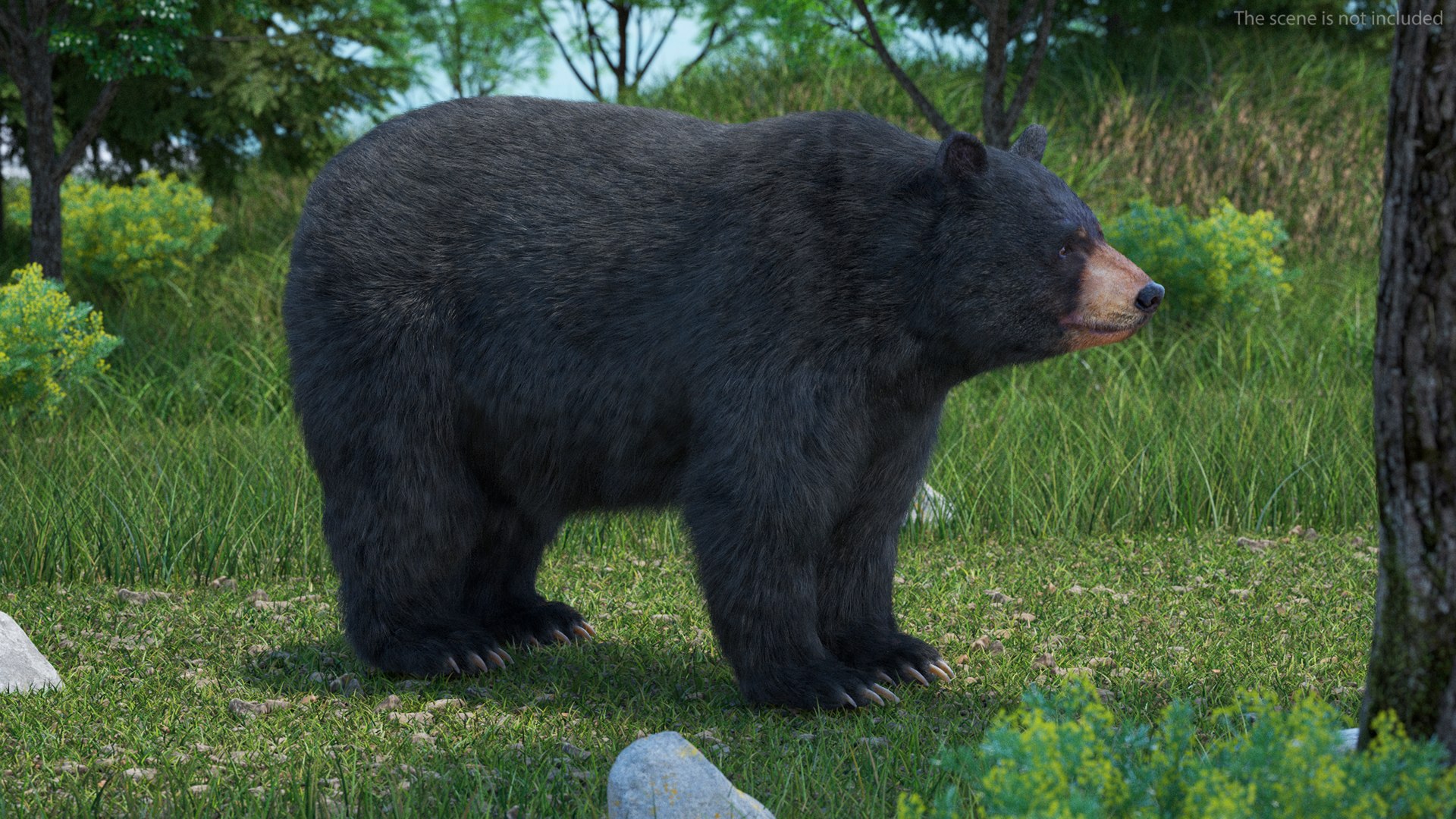 3D Black Bear Fur Rigged - TurboSquid 2255011