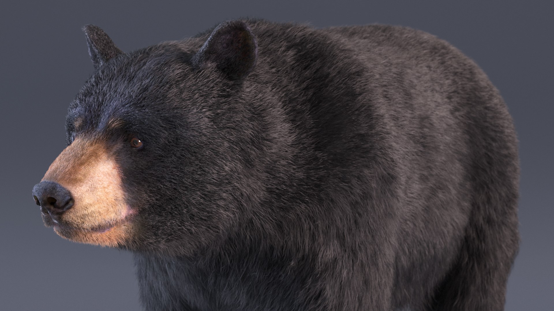 3D Black Bear Fur Rigged - TurboSquid 2255011
