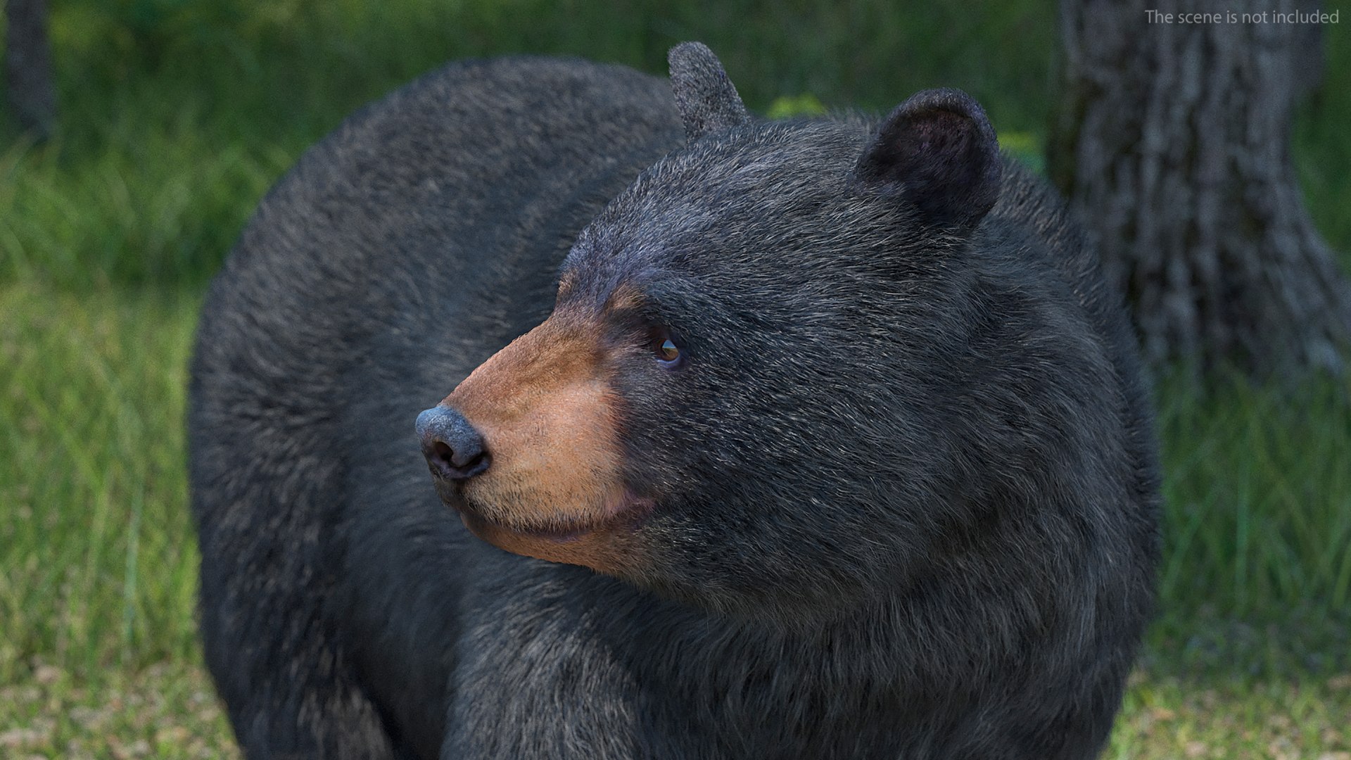 3D Black Bear Fur Rigged - TurboSquid 2255011