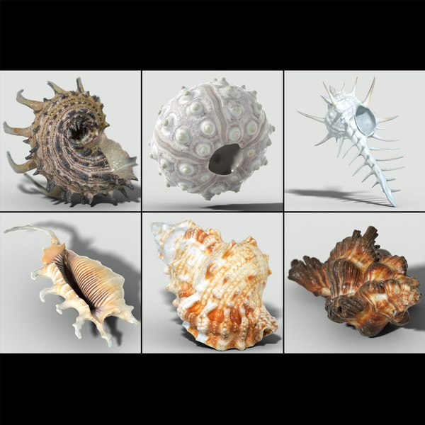 3d seashell sea model