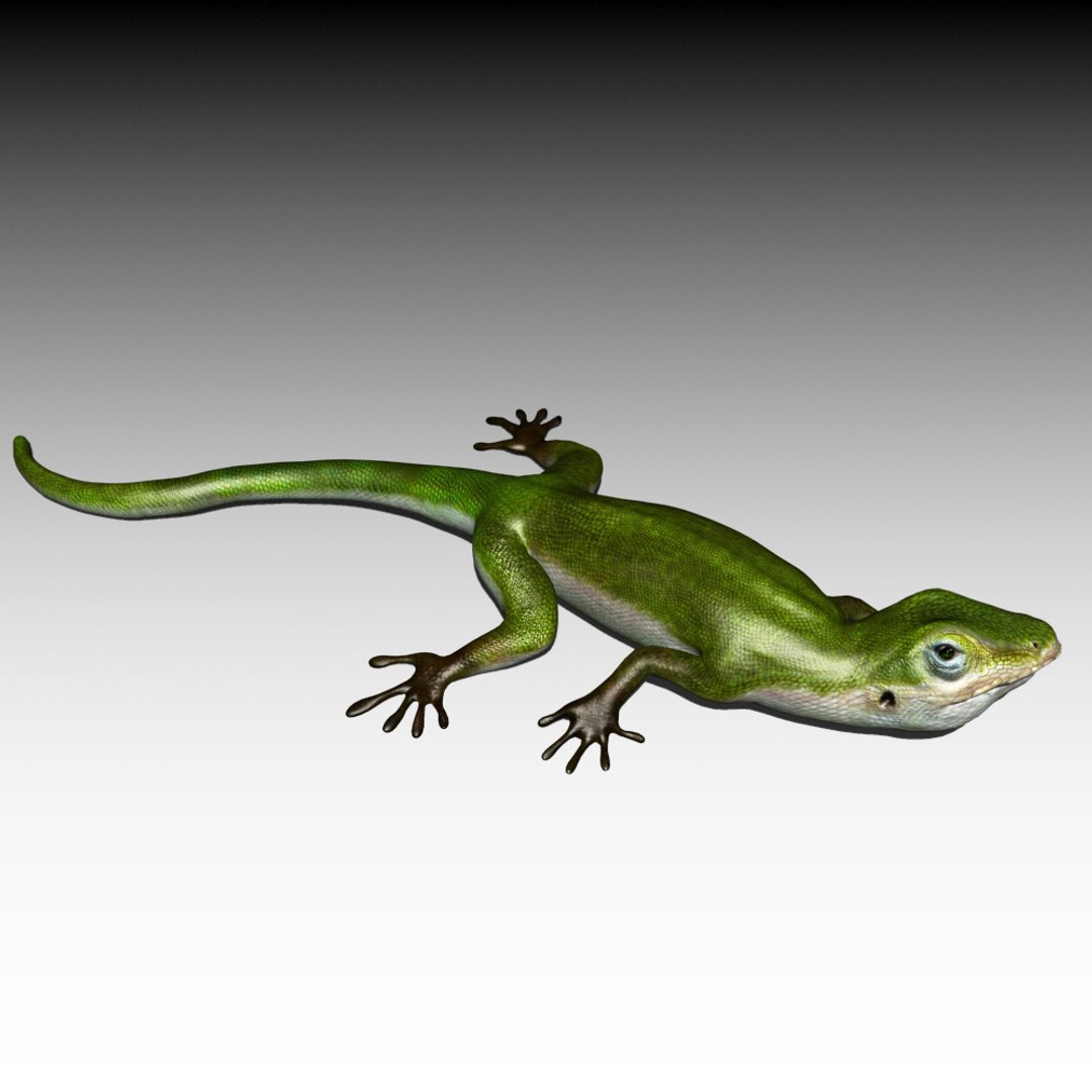 3d Model Green Lizard Animation Rigged
