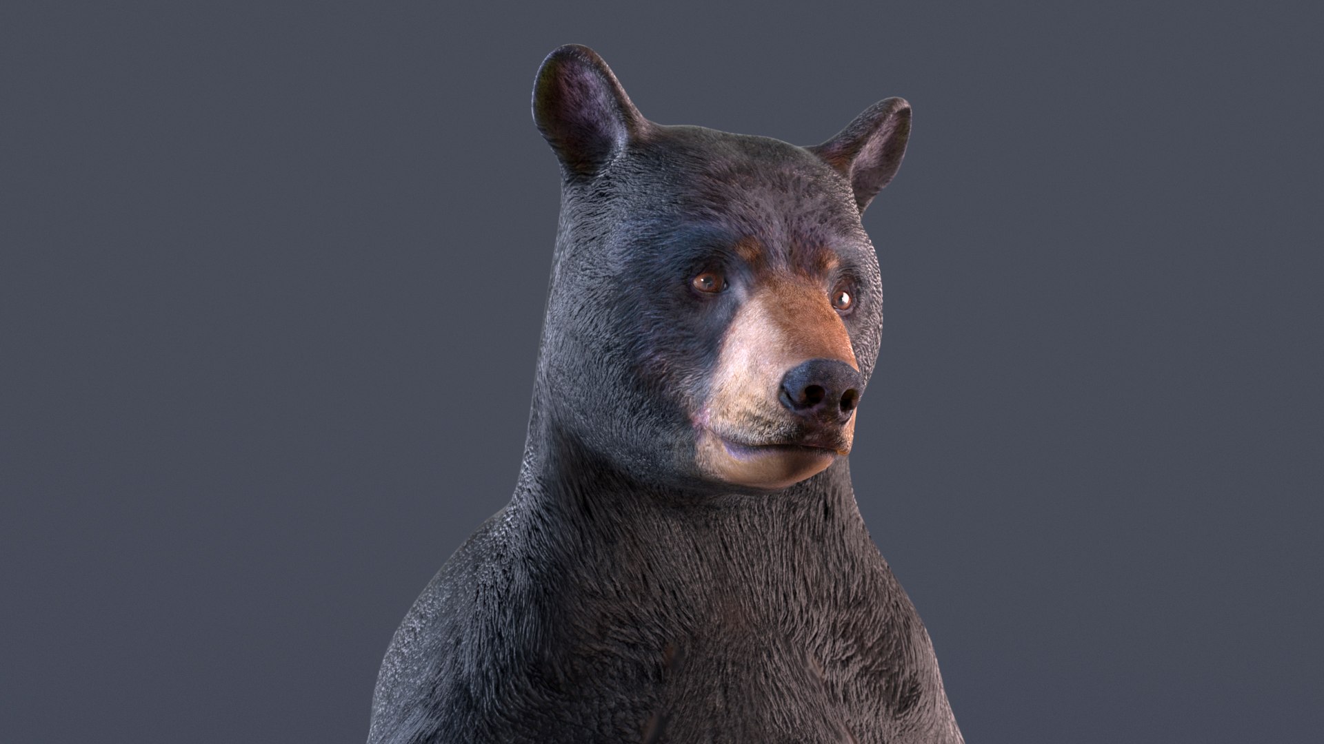 3D Black Bear Rigged For Maya - TurboSquid 2268667