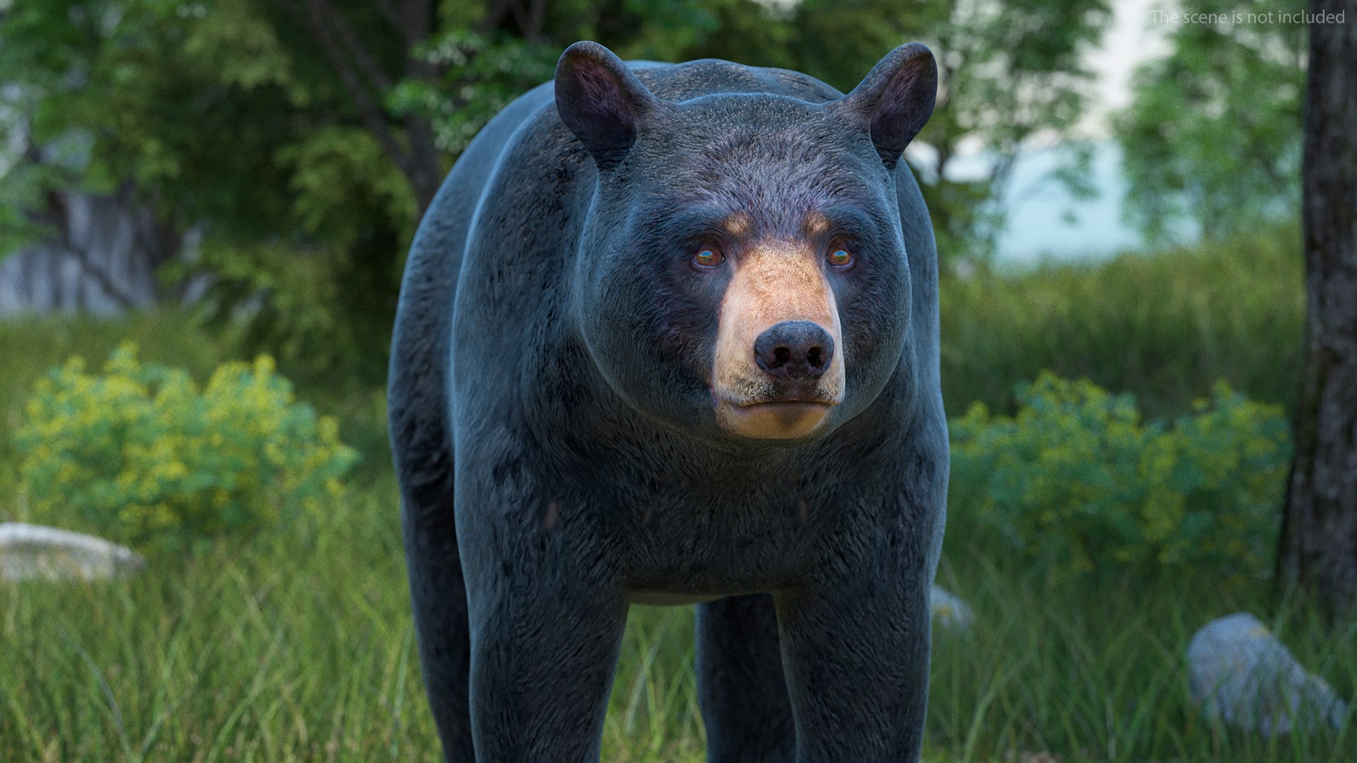 3D Black Bear Rigged For Maya - TurboSquid 2268667