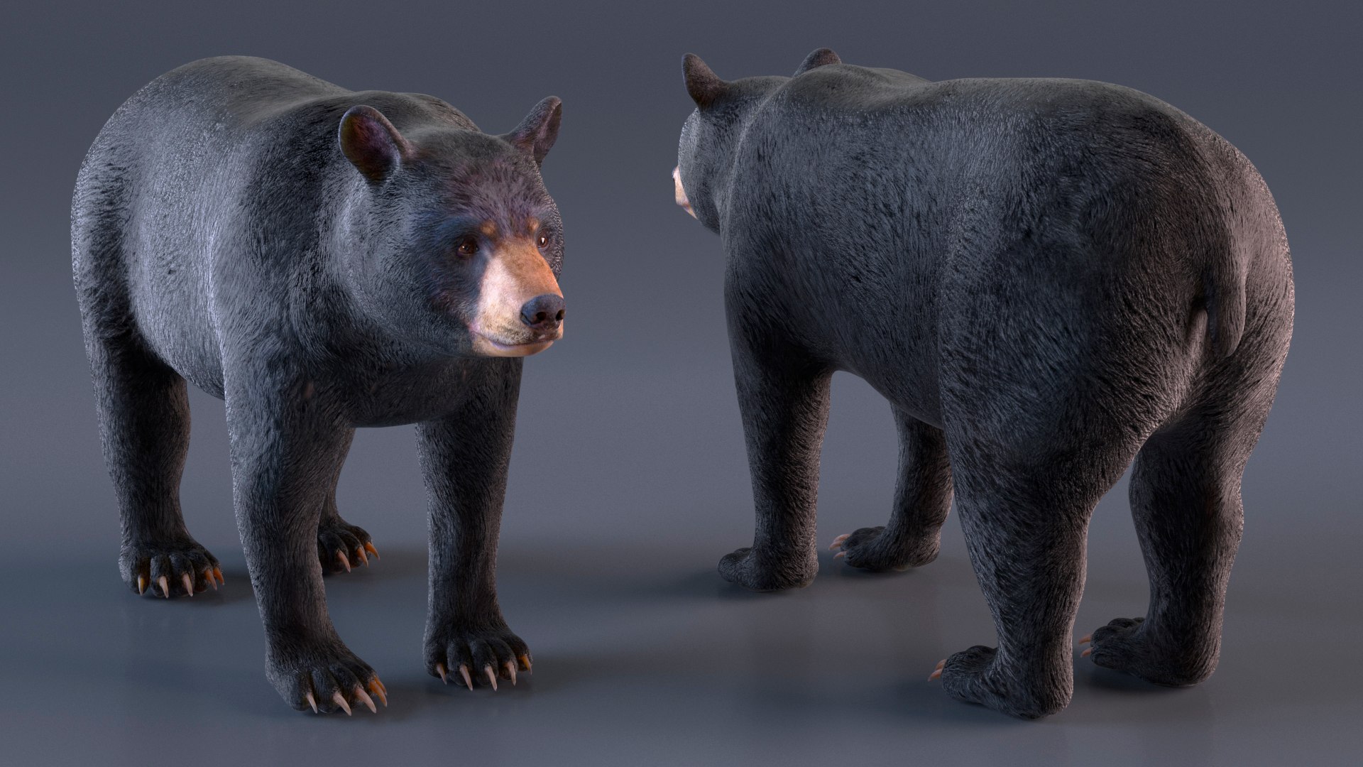 3D Black Bear Rigged For Maya - TurboSquid 2268667