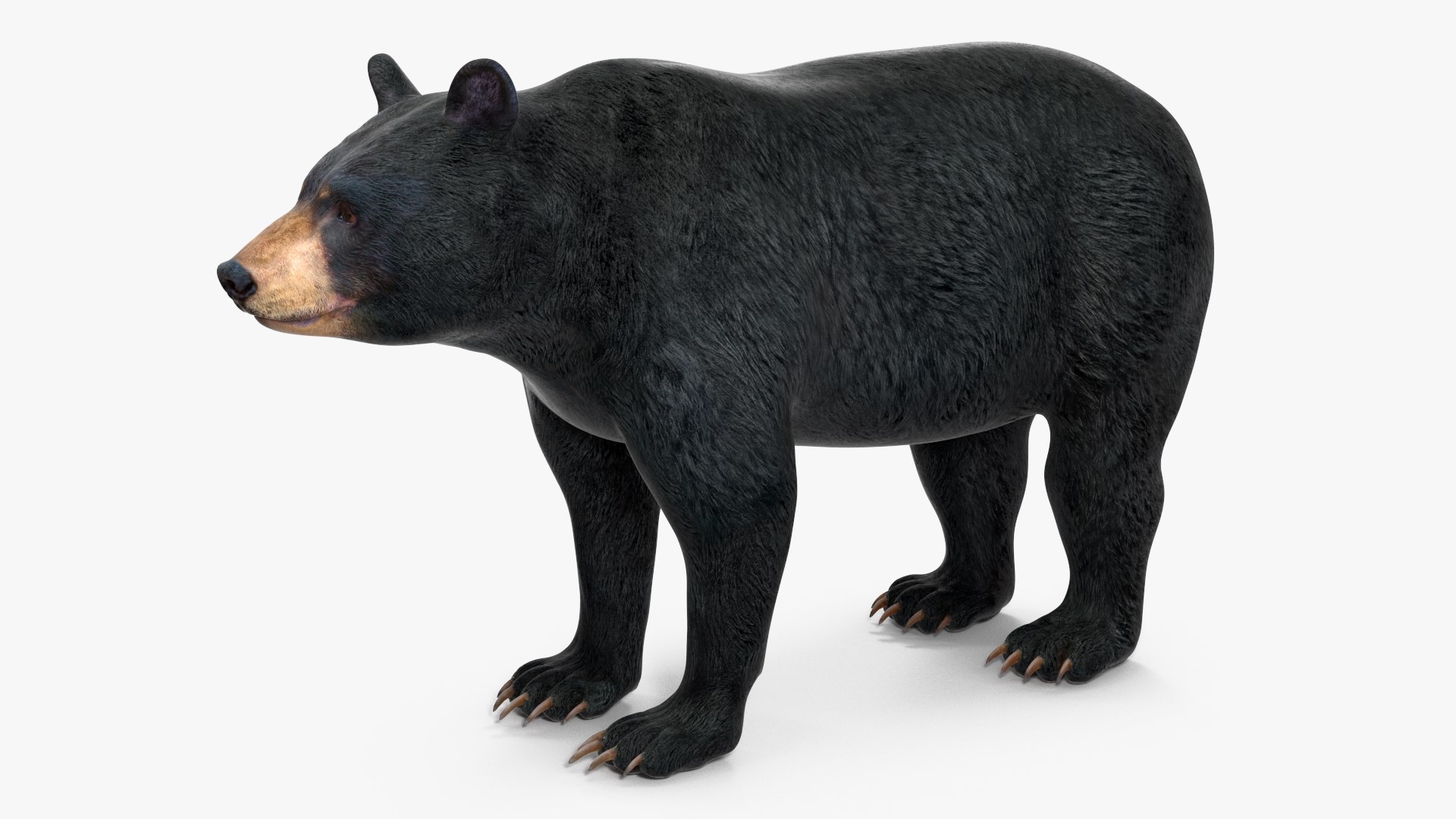 3D Black Bear Rigged For Maya - TurboSquid 2268667