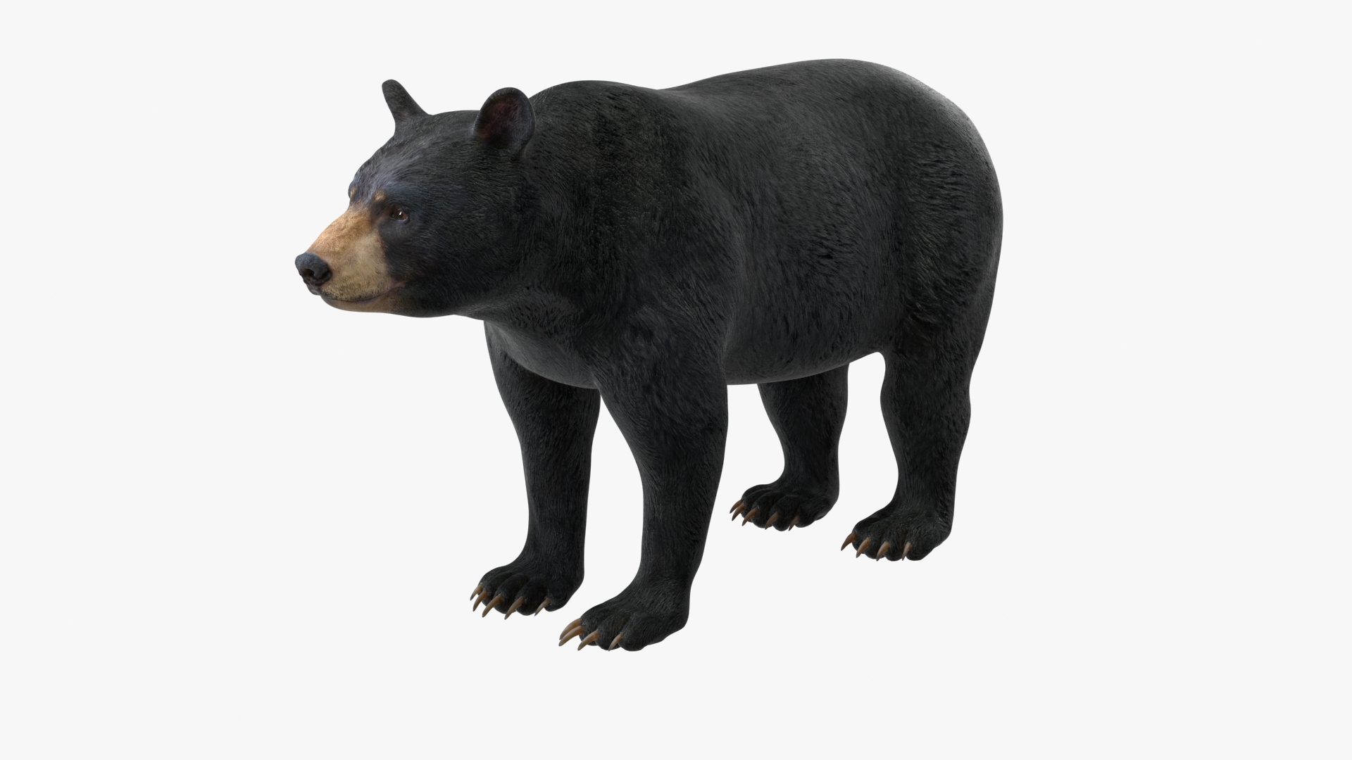 3D Black Bear Rigged For Maya - TurboSquid 2268667