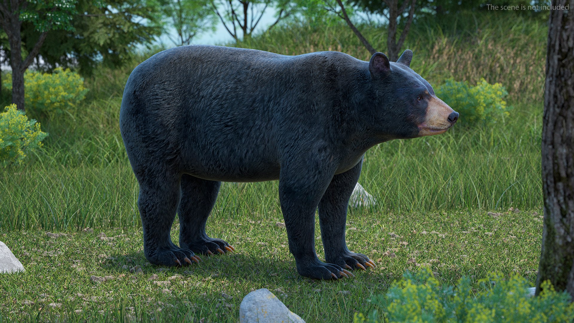 3D Black Bear Rigged For Maya - TurboSquid 2268667