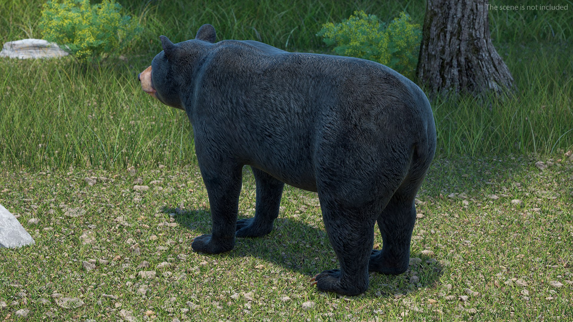 3D Black Bear Rigged For Maya - TurboSquid 2268667