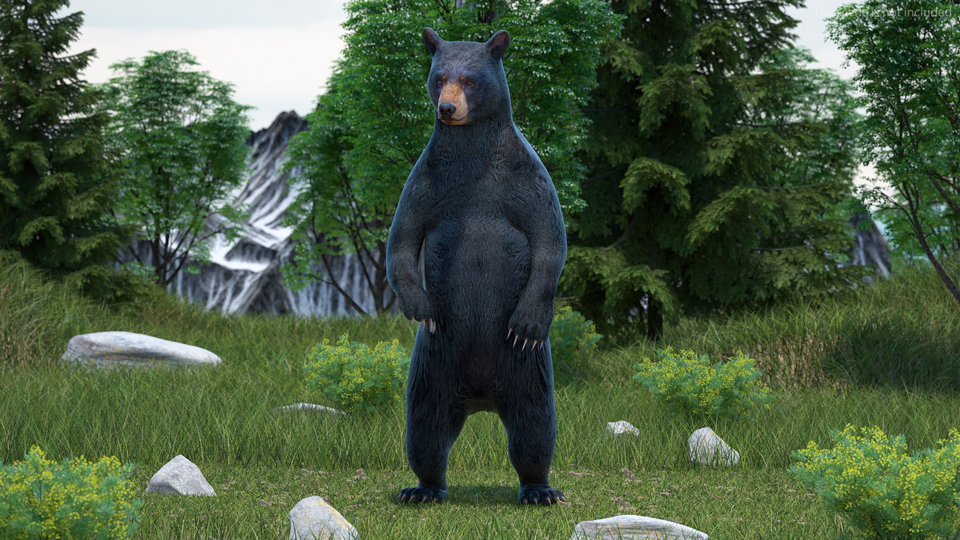3D Black Bear Rigged For Maya - TurboSquid 2268667