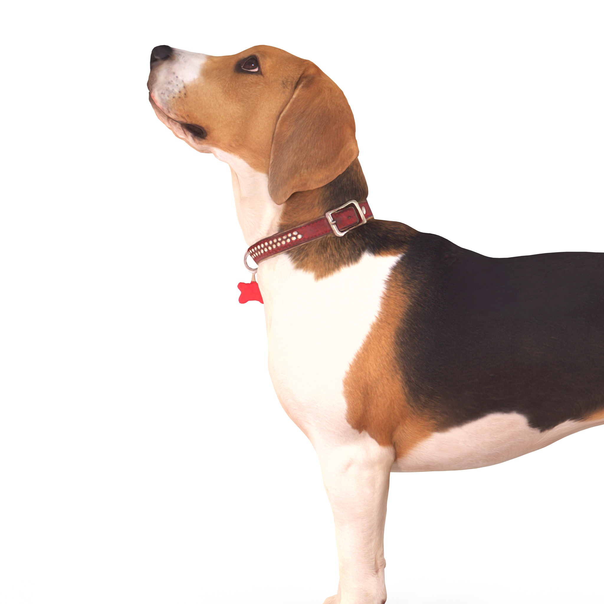 modelo 3d Beagle de pie - TurboSquid 1194475
