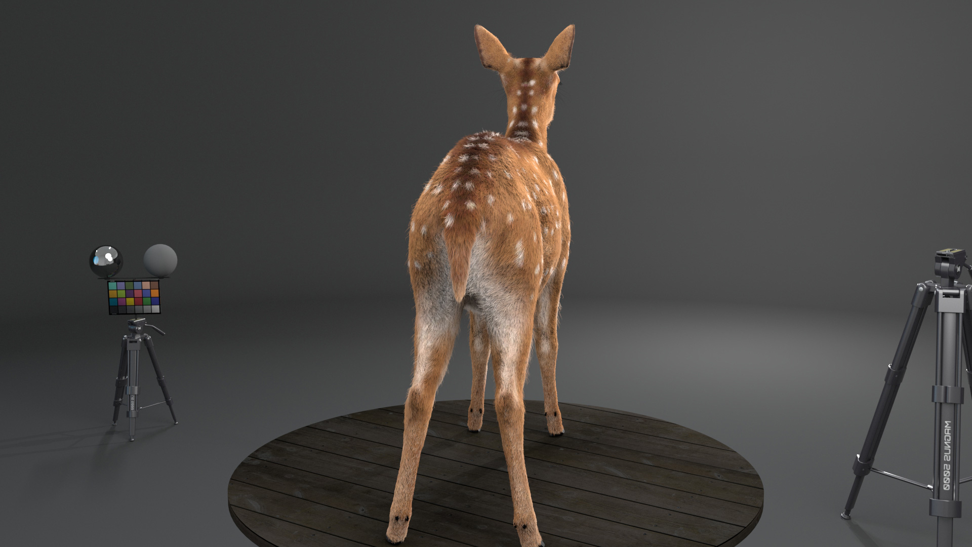Asian Deer 3D Model - TurboSquid 2240933