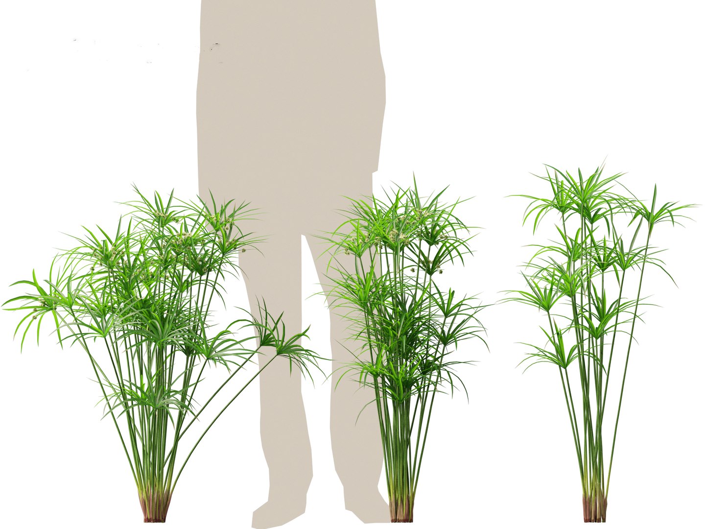 3D Cyperus Alternifolius - Umbrella Sedge - TurboSquid 2143018