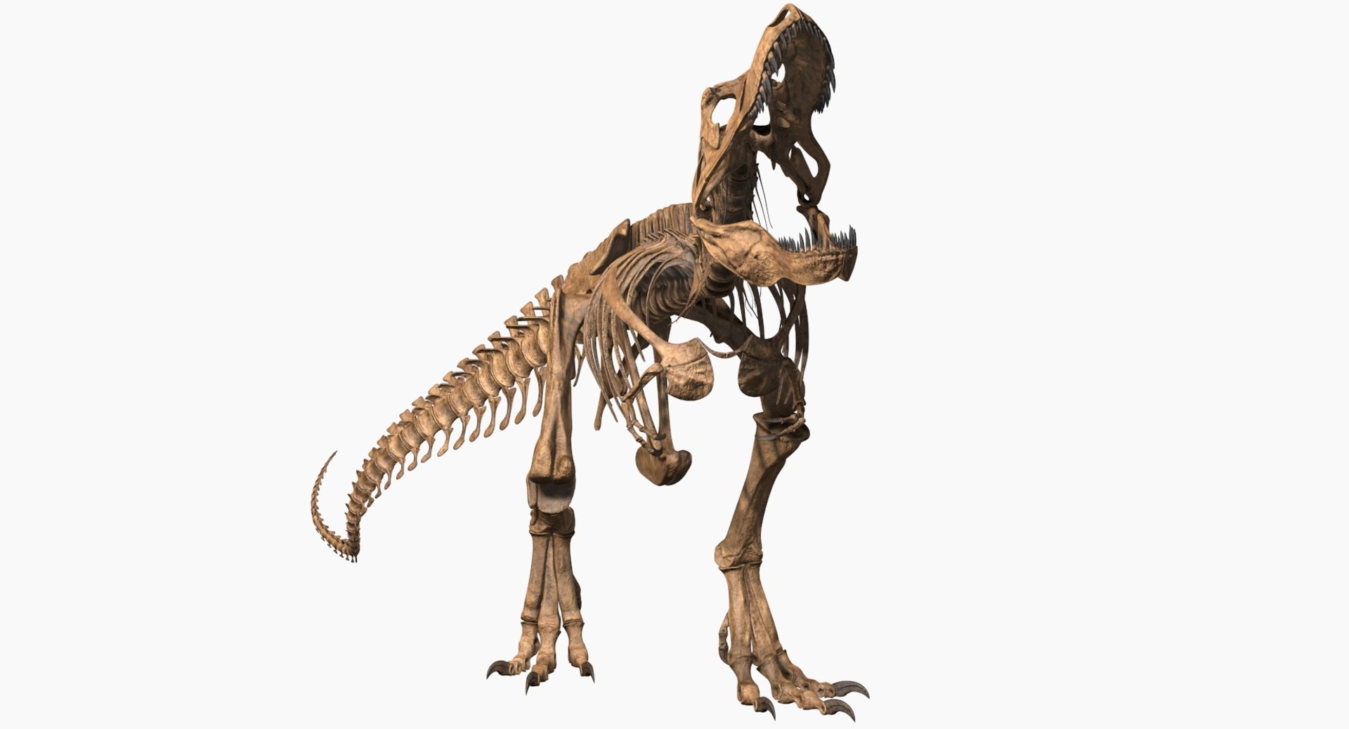 3D rex skeleton t - TurboSquid 1299587