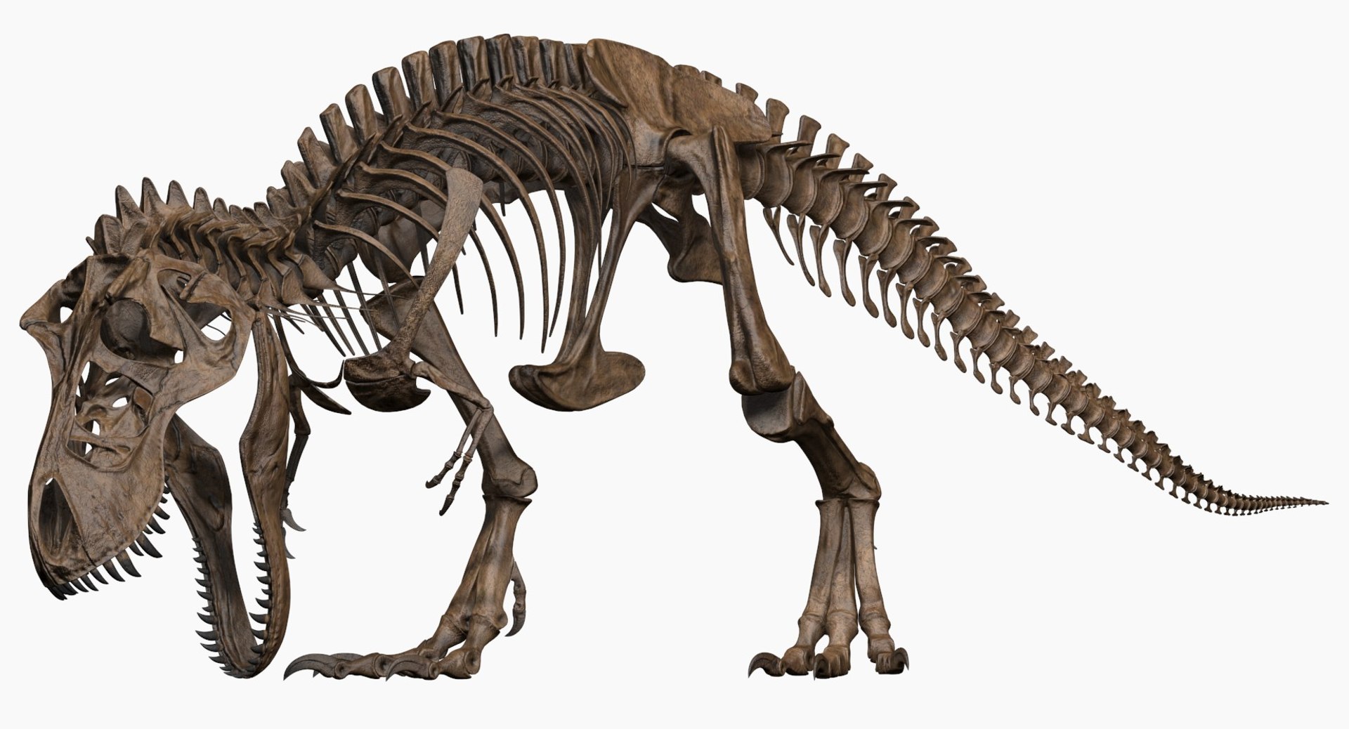 3D rex skeleton t - TurboSquid 1299587