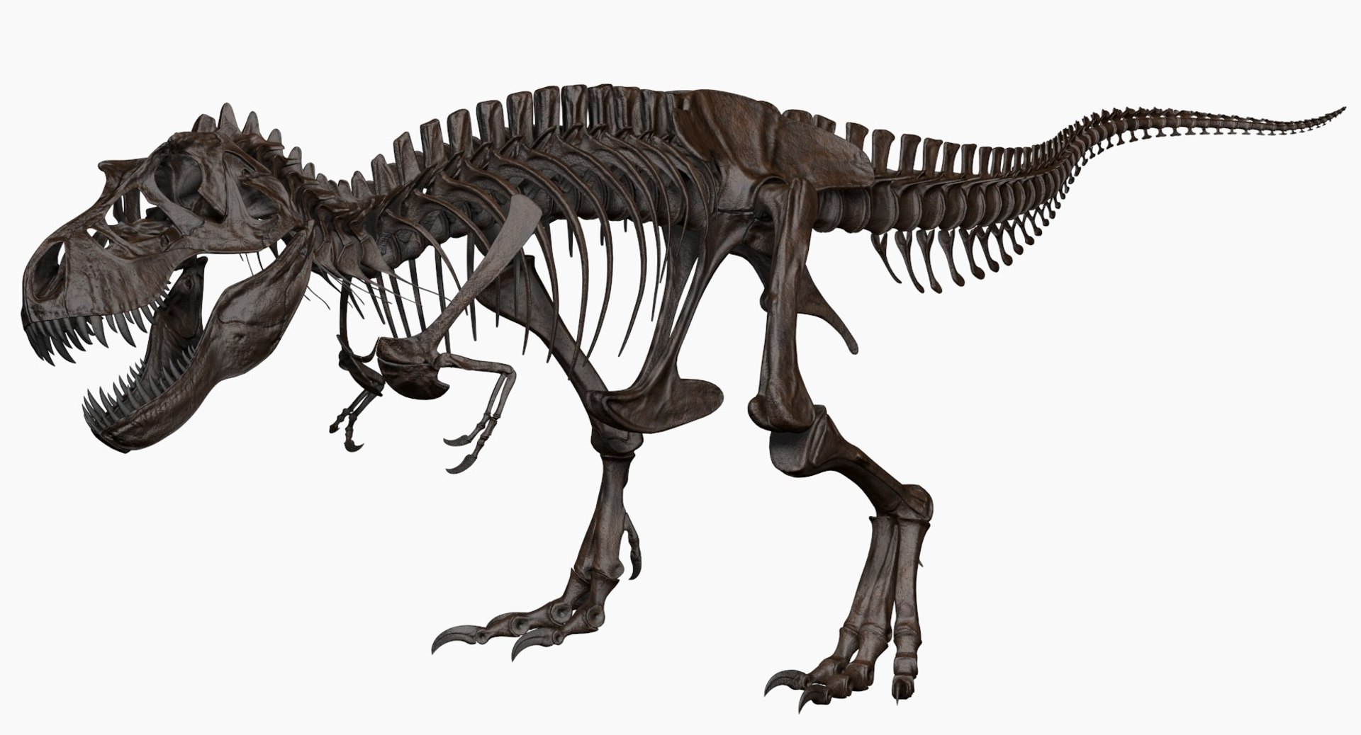 3D rex skeleton t - TurboSquid 1299587
