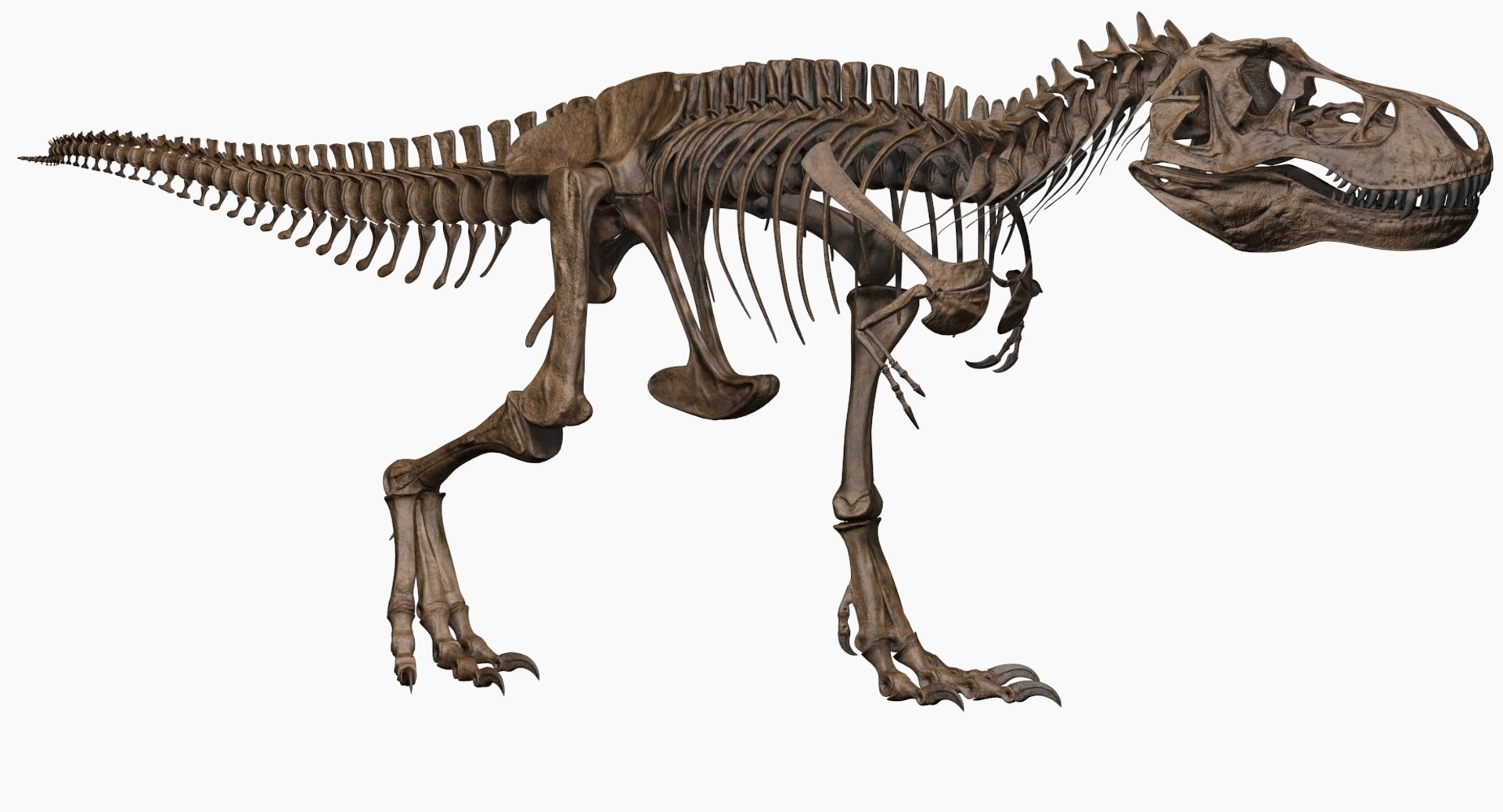 3D rex skeleton t - TurboSquid 1299587