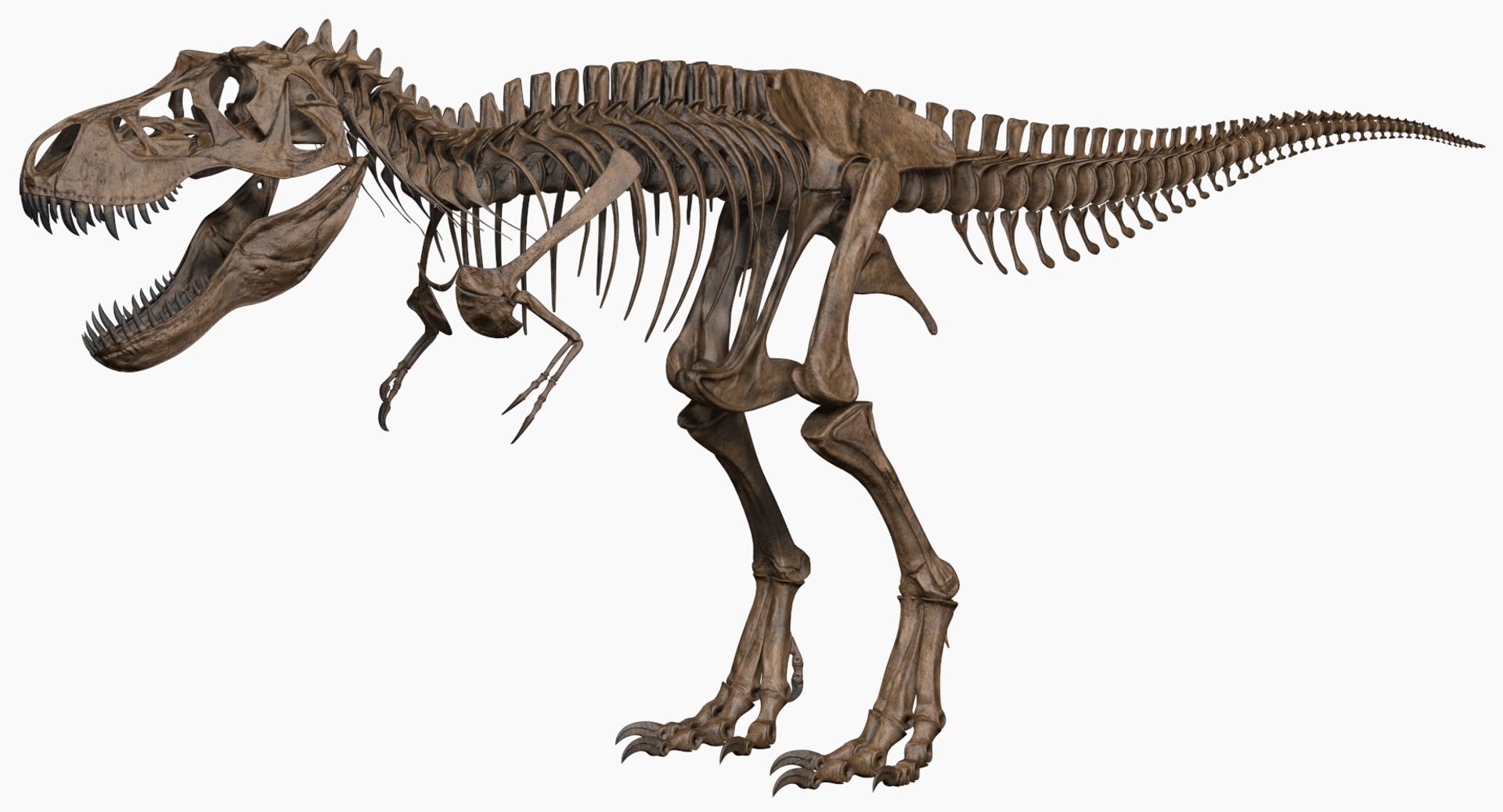 3D rex skeleton t - TurboSquid 1299587