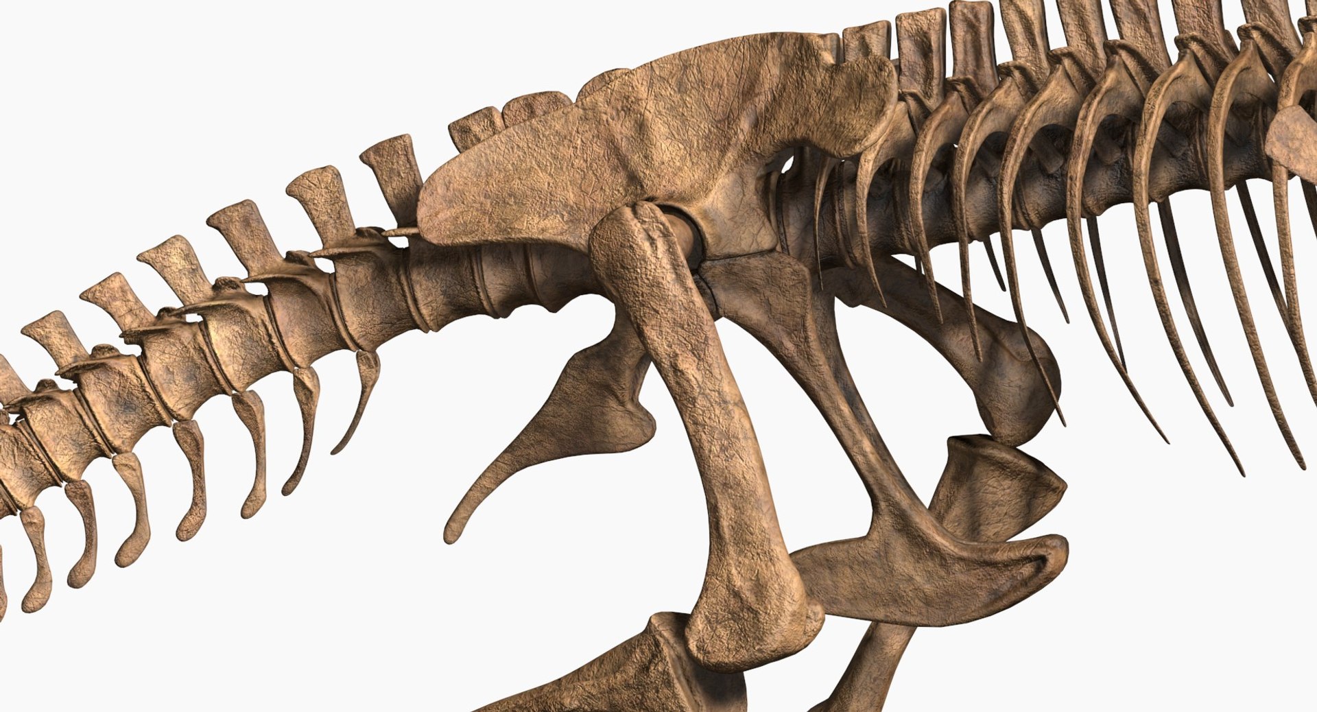 3D rex skeleton t - TurboSquid 1299587