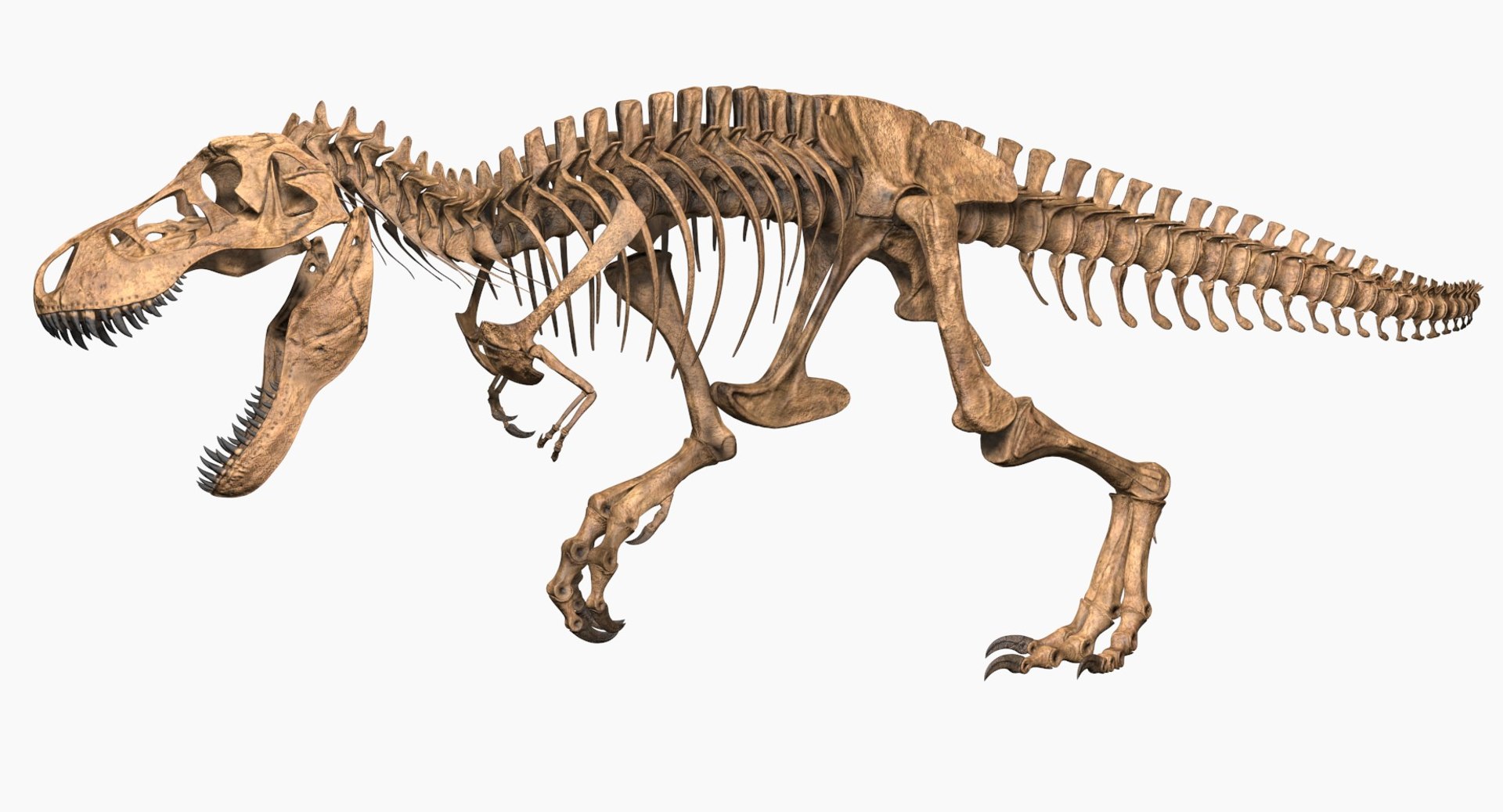3D rex skeleton t - TurboSquid 1299587