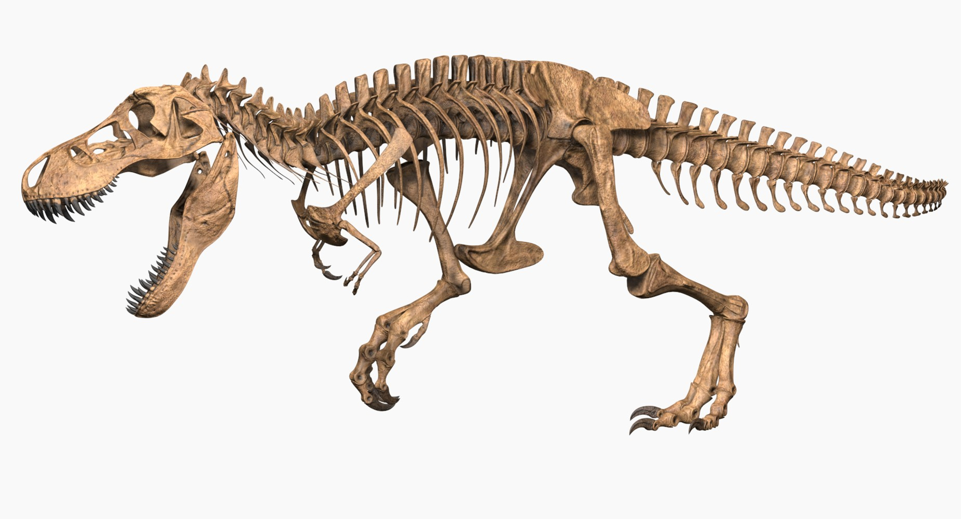 3D rex skeleton t - TurboSquid 1299587