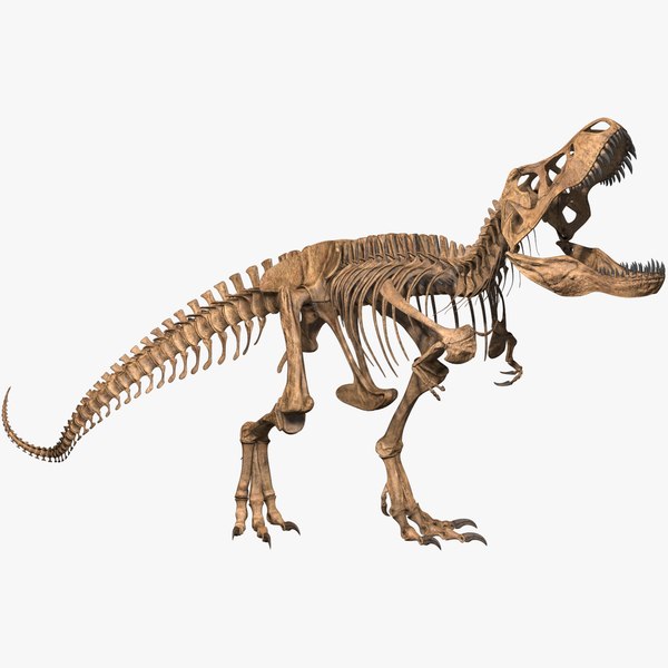 3D rex skeleton t - TurboSquid 1299587