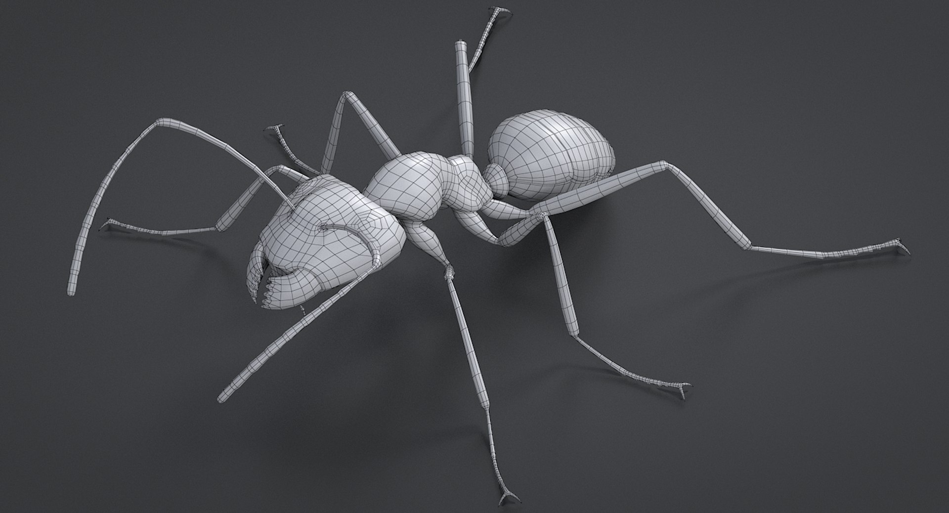 Realistic Ant 3D Model - TurboSquid 1348657