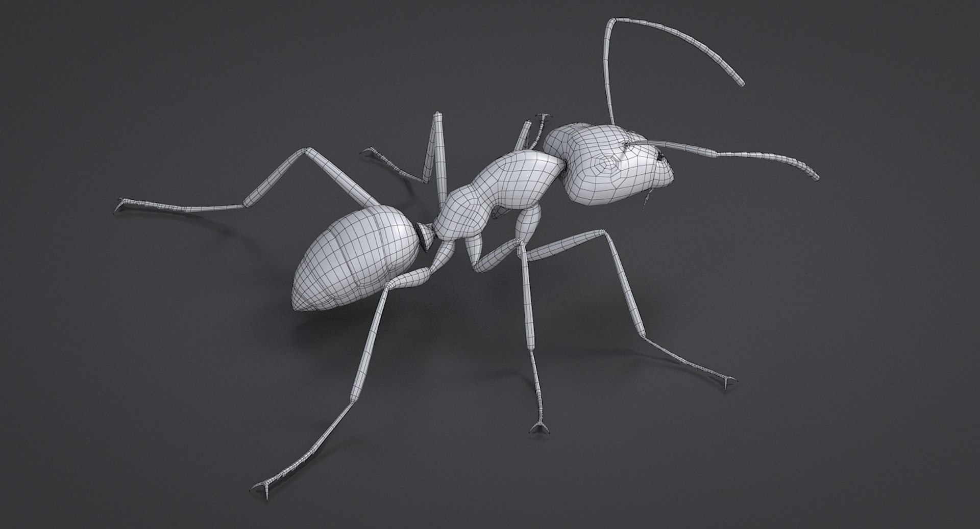 Realistic Ant 3D Model - TurboSquid 1348657