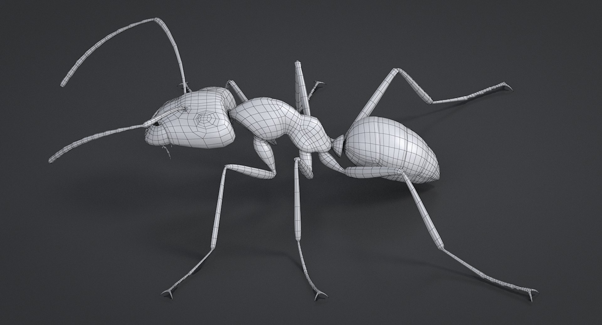 Realistic Ant 3D Model - TurboSquid 1348657