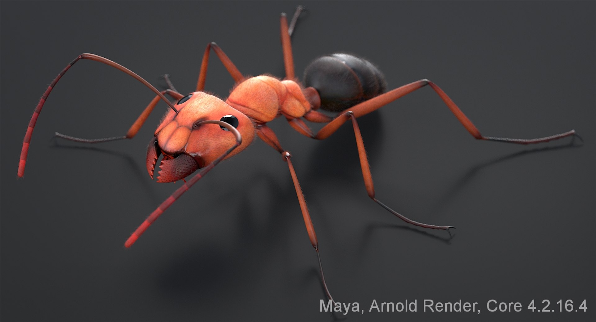 Realistic Ant 3D Model - TurboSquid 1348657
