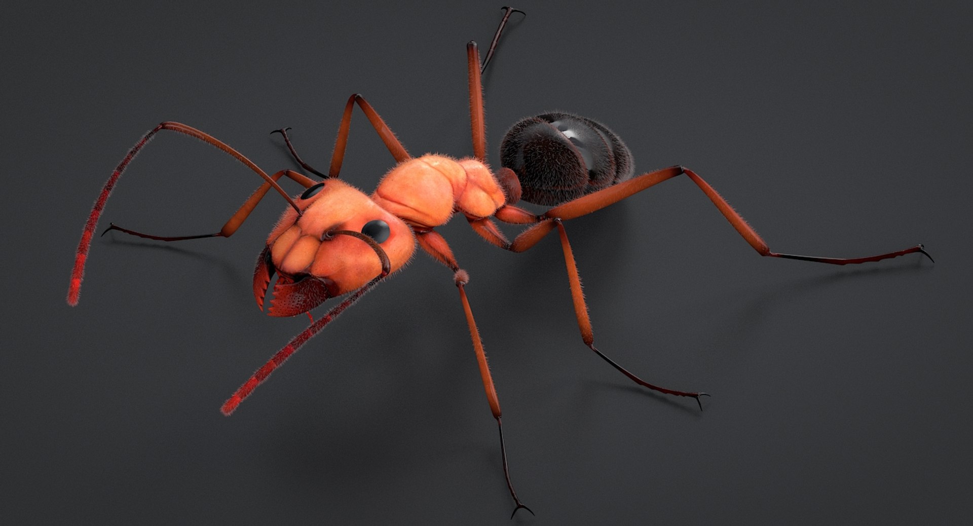Realistic Ant 3D Model - TurboSquid 1348657