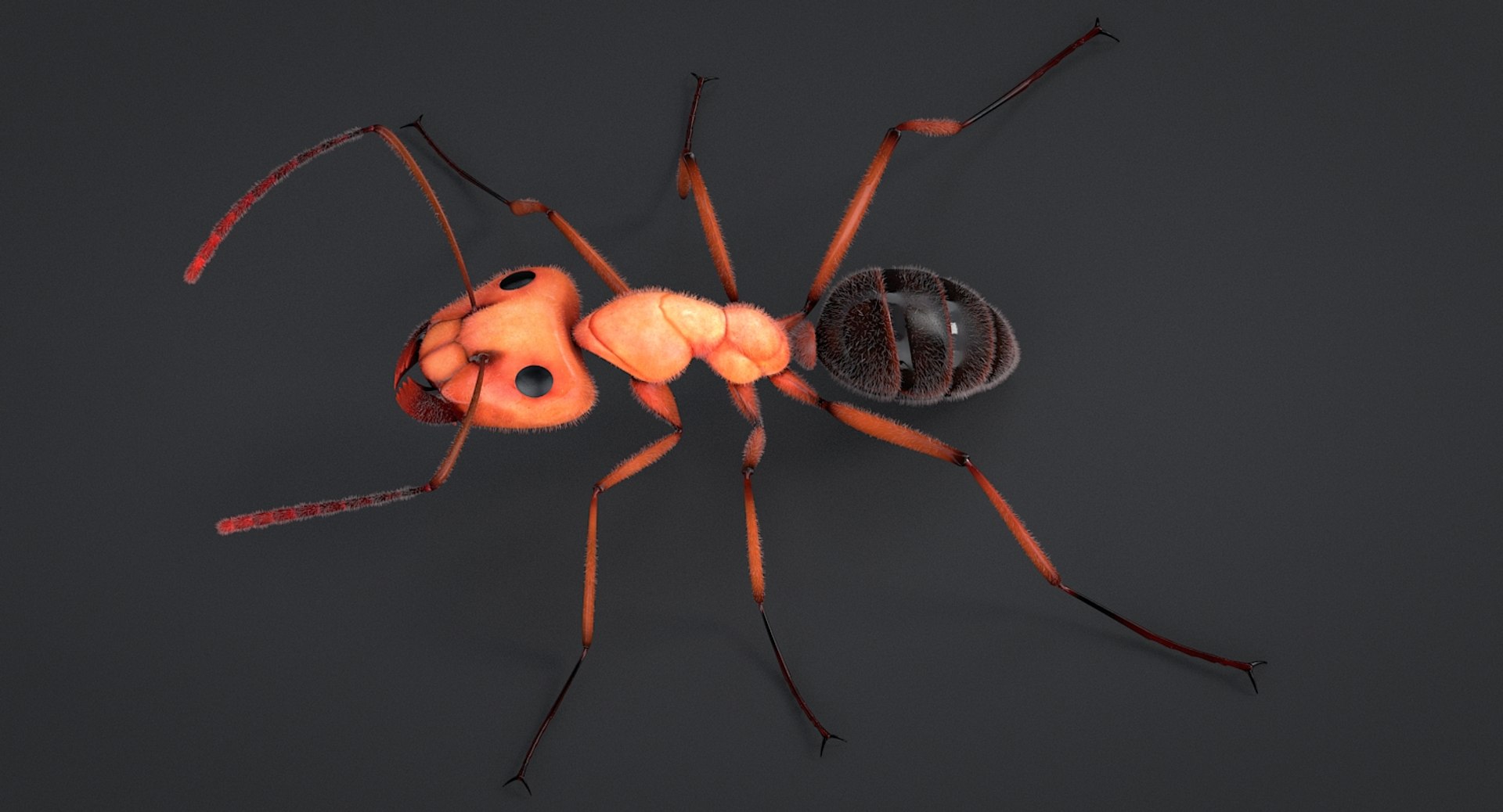 Realistic Ant 3D Model - TurboSquid 1348657