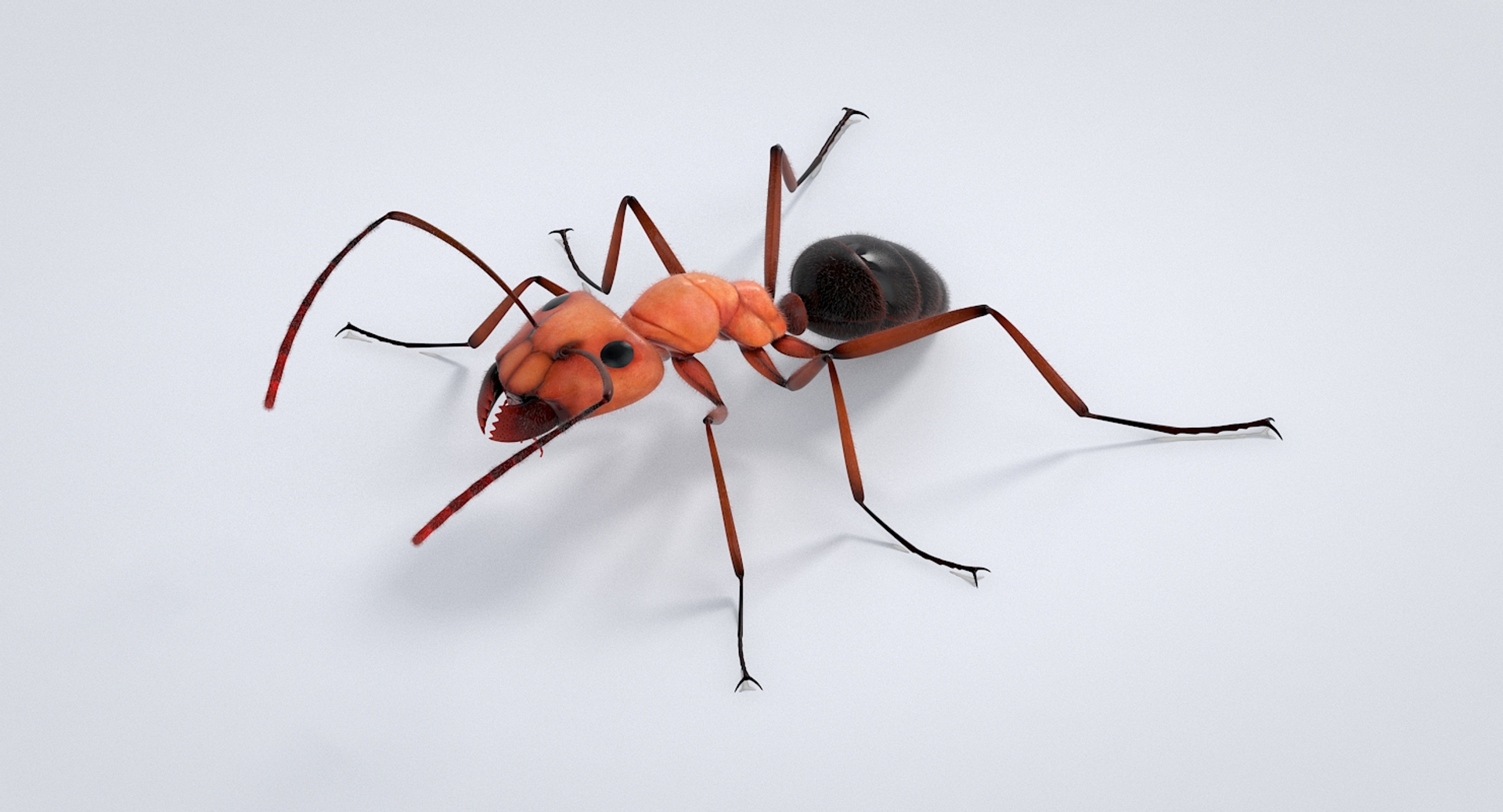 Realistic Ant 3D Model - TurboSquid 1348657