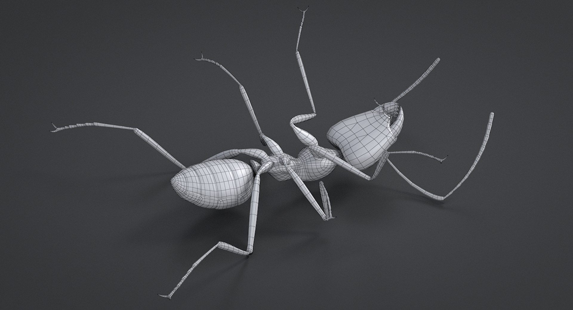 Realistic Ant 3D Model - TurboSquid 1348657