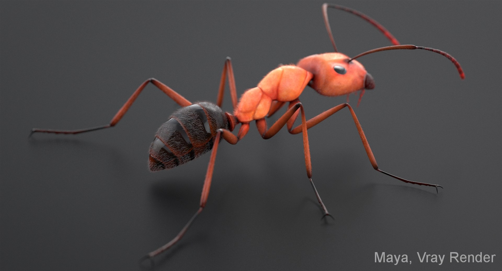 Realistic Ant 3D Model - TurboSquid 1348657