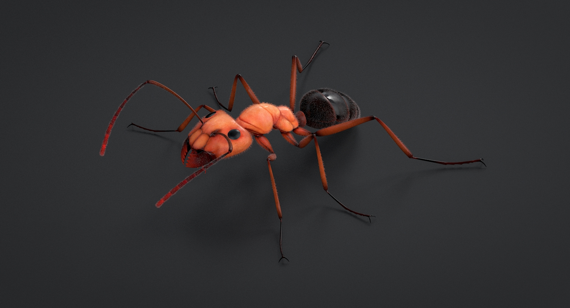 Realistic Ant 3D Model - TurboSquid 1348657