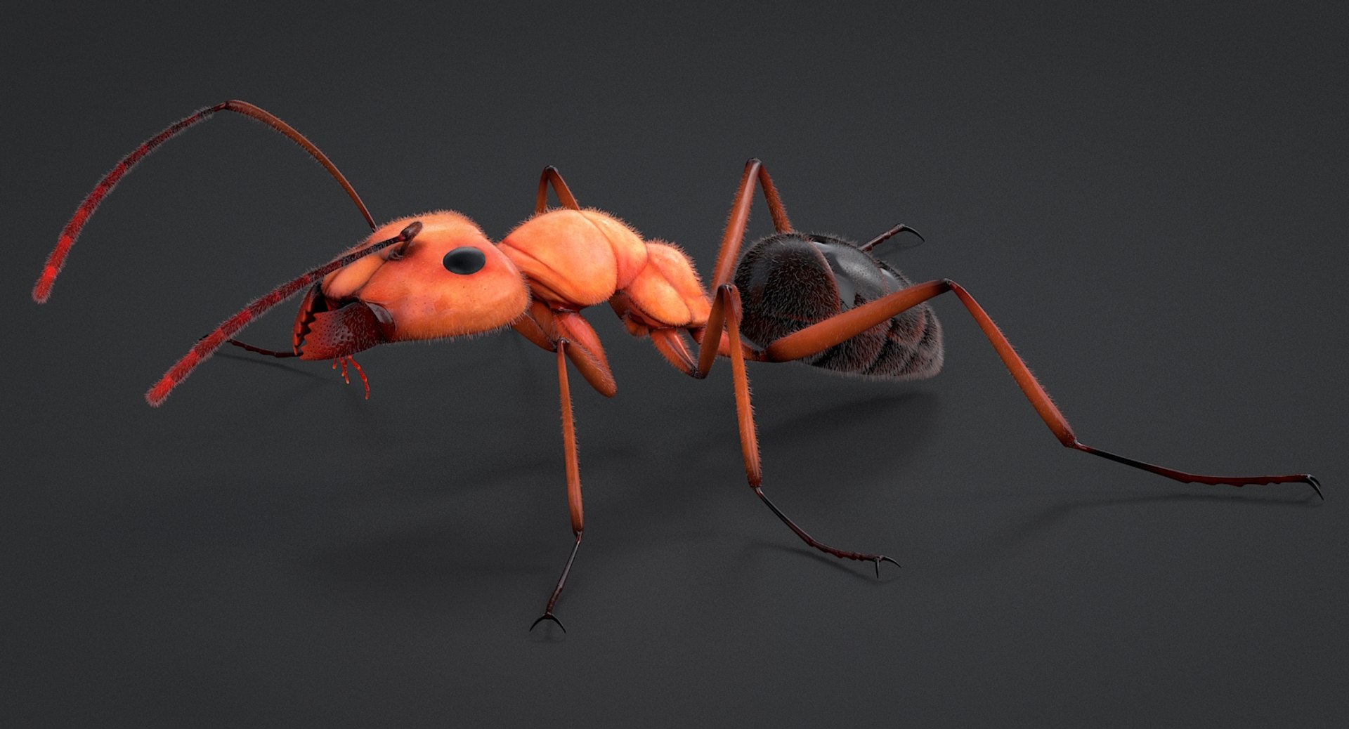 Realistic Ant 3D Model - TurboSquid 1348657