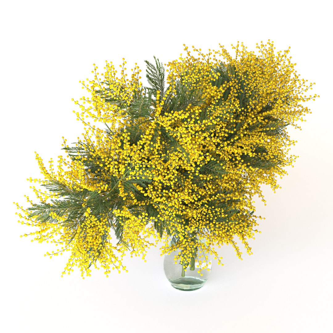 Mimosa 3D Model - TurboSquid 2073379