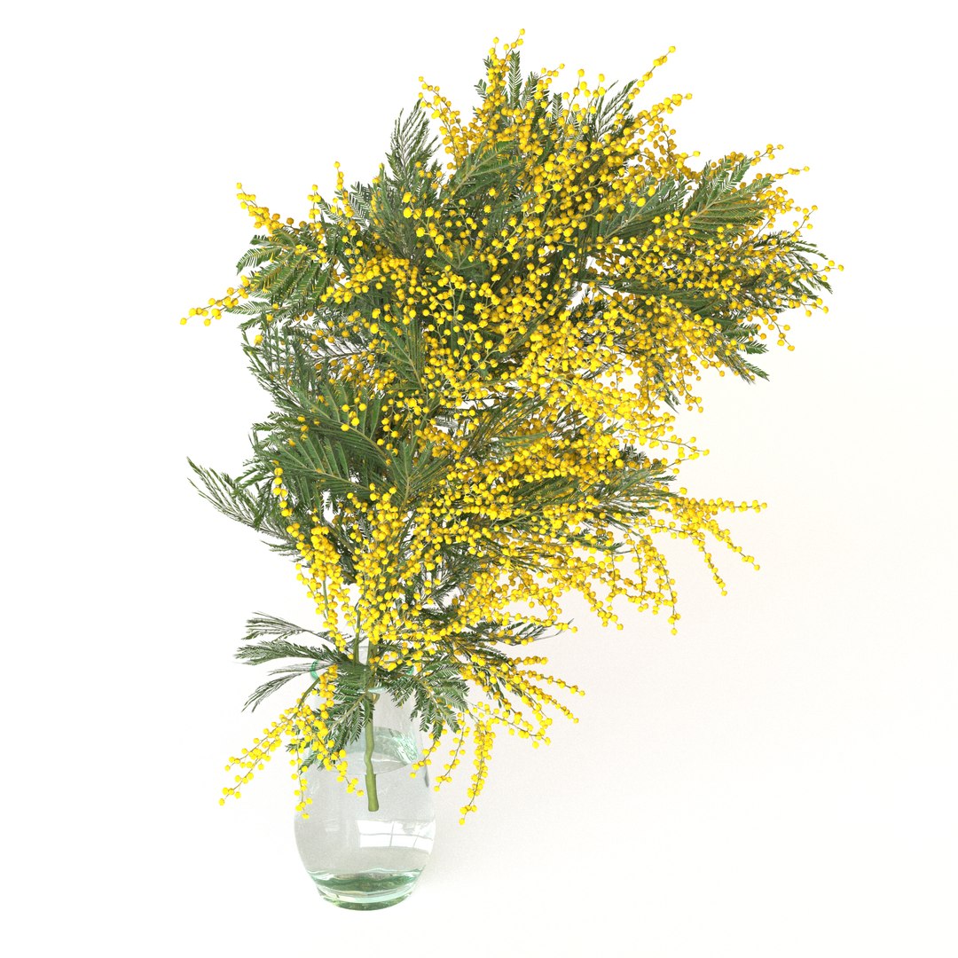 Mimosa 3D Model - TurboSquid 2073379