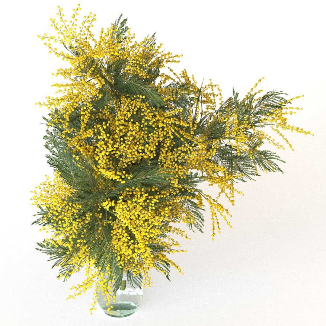 Mimosa 3D Model - TurboSquid 2073379