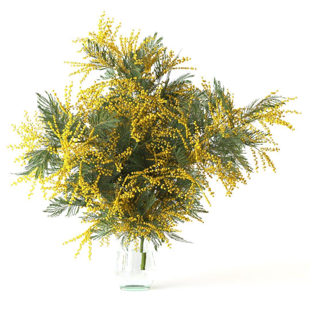Mimosa 3D Model - TurboSquid 2073379
