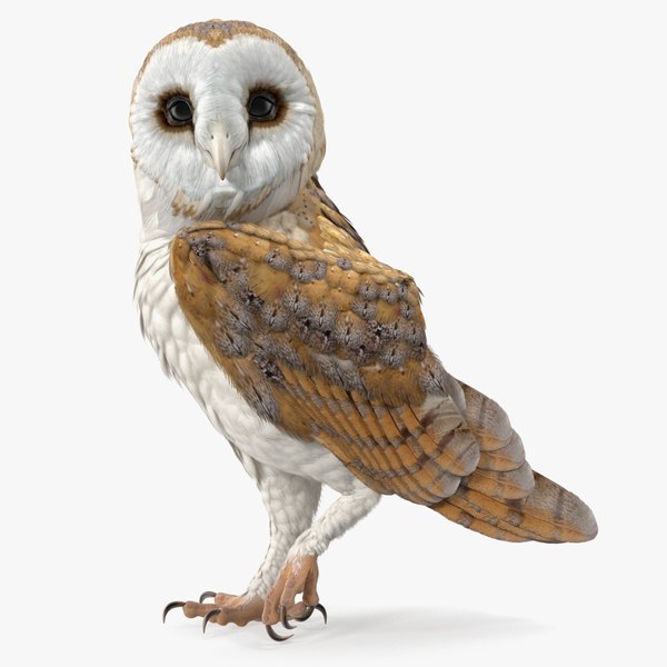 Owl 3D Models for Download | TurboSquid