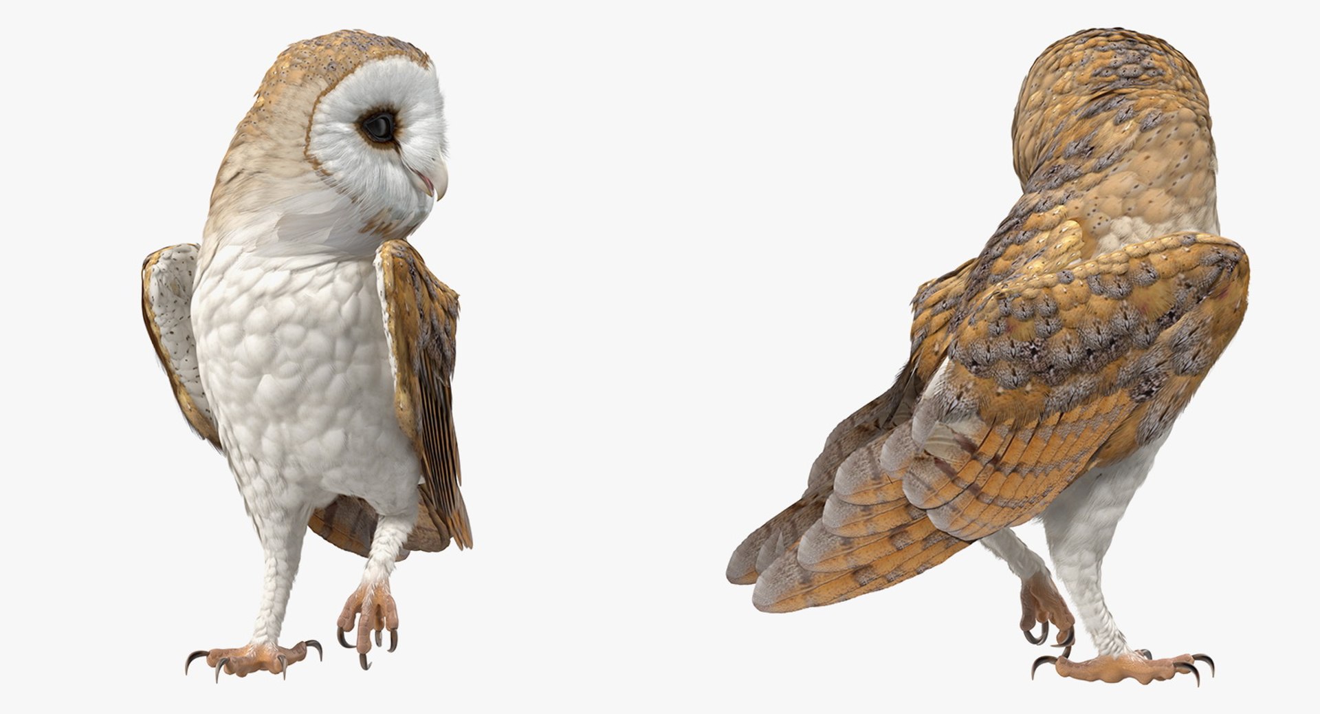 3D Barn Owl Standing - TurboSquid 1434137