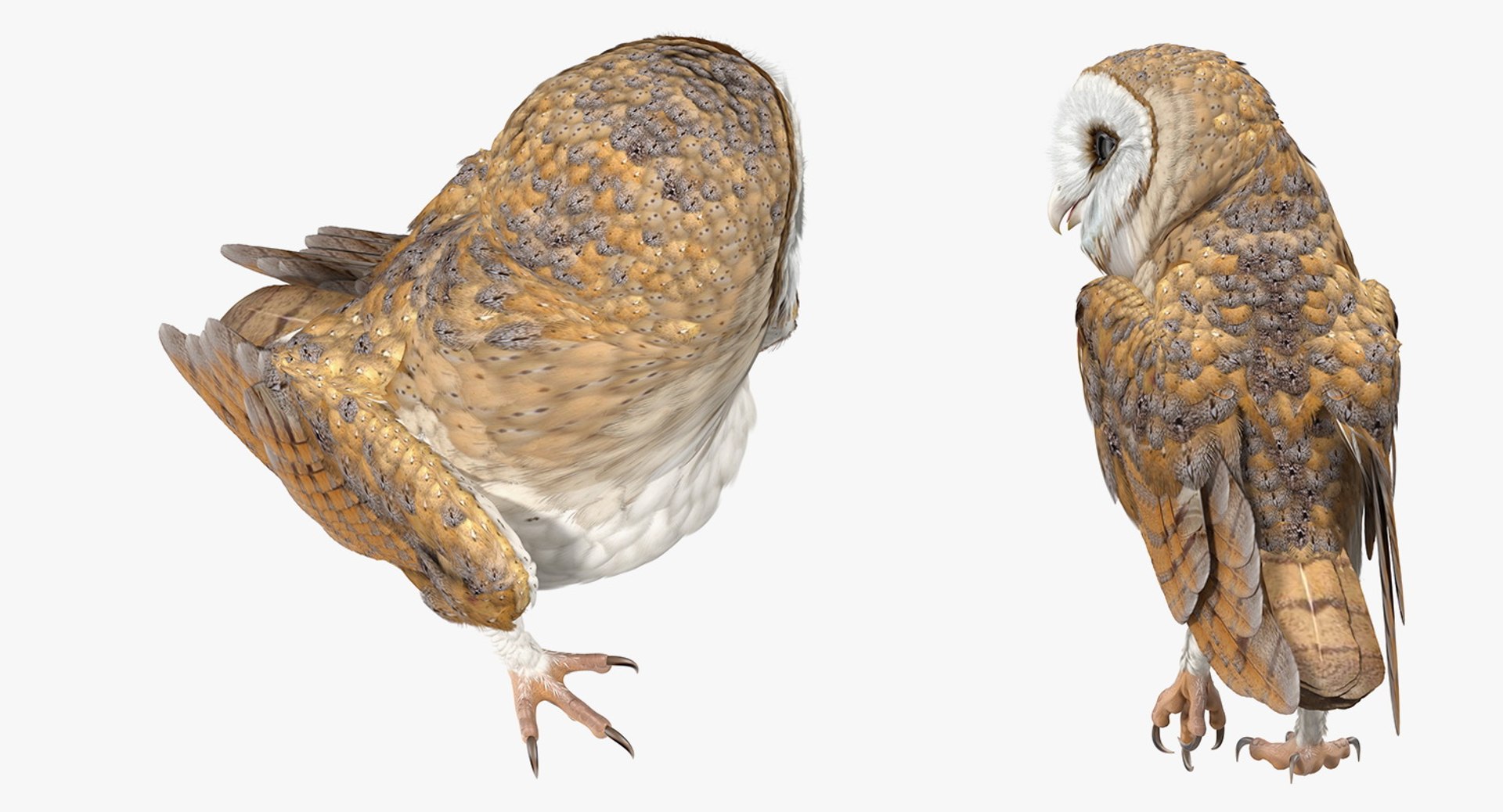 3D Barn Owl Standing - TurboSquid 1434137