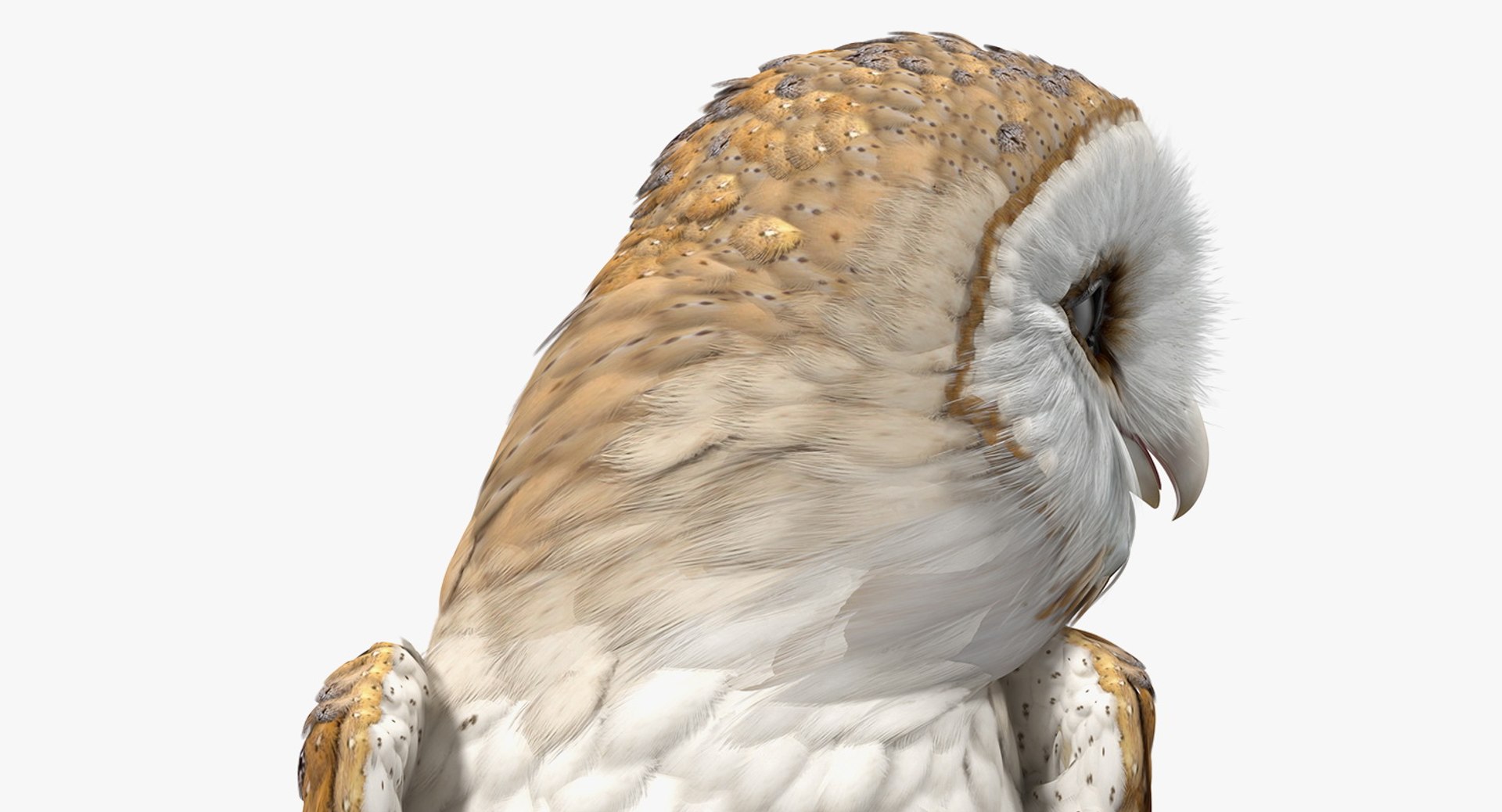 3D Barn Owl Standing - TurboSquid 1434137