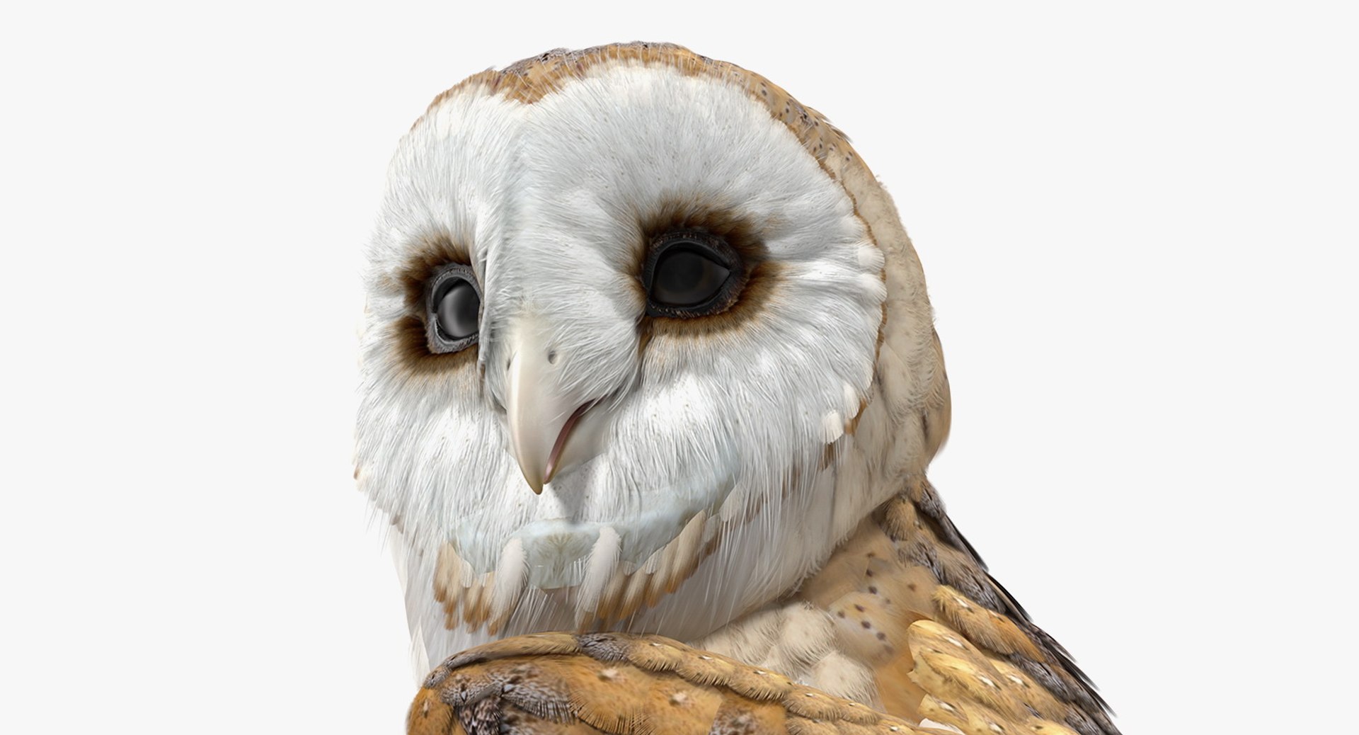 3D Barn Owl Standing - TurboSquid 1434137